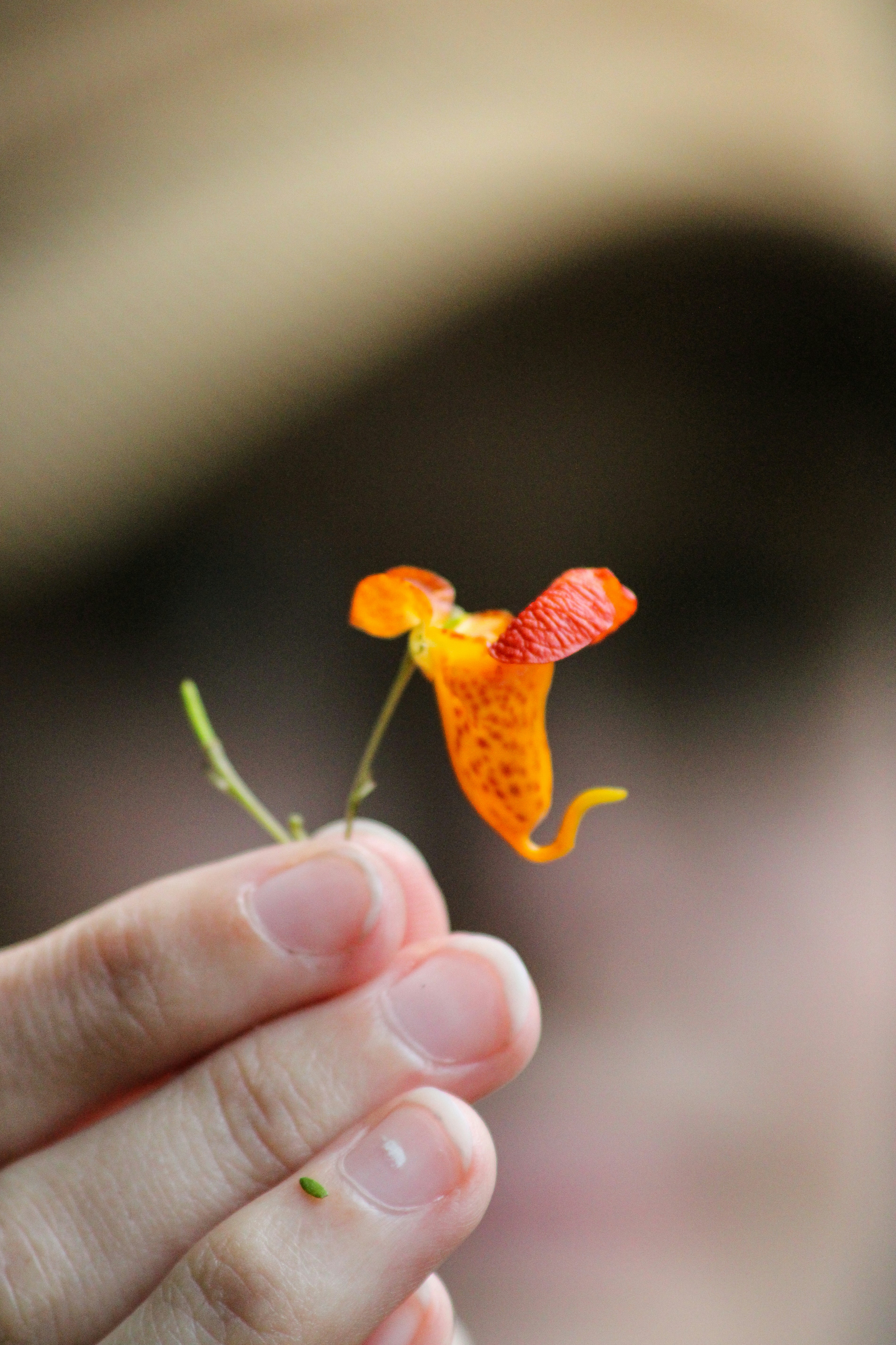 Tiny Flame Between Fingers: An Orange Bloom in Sharp Focus