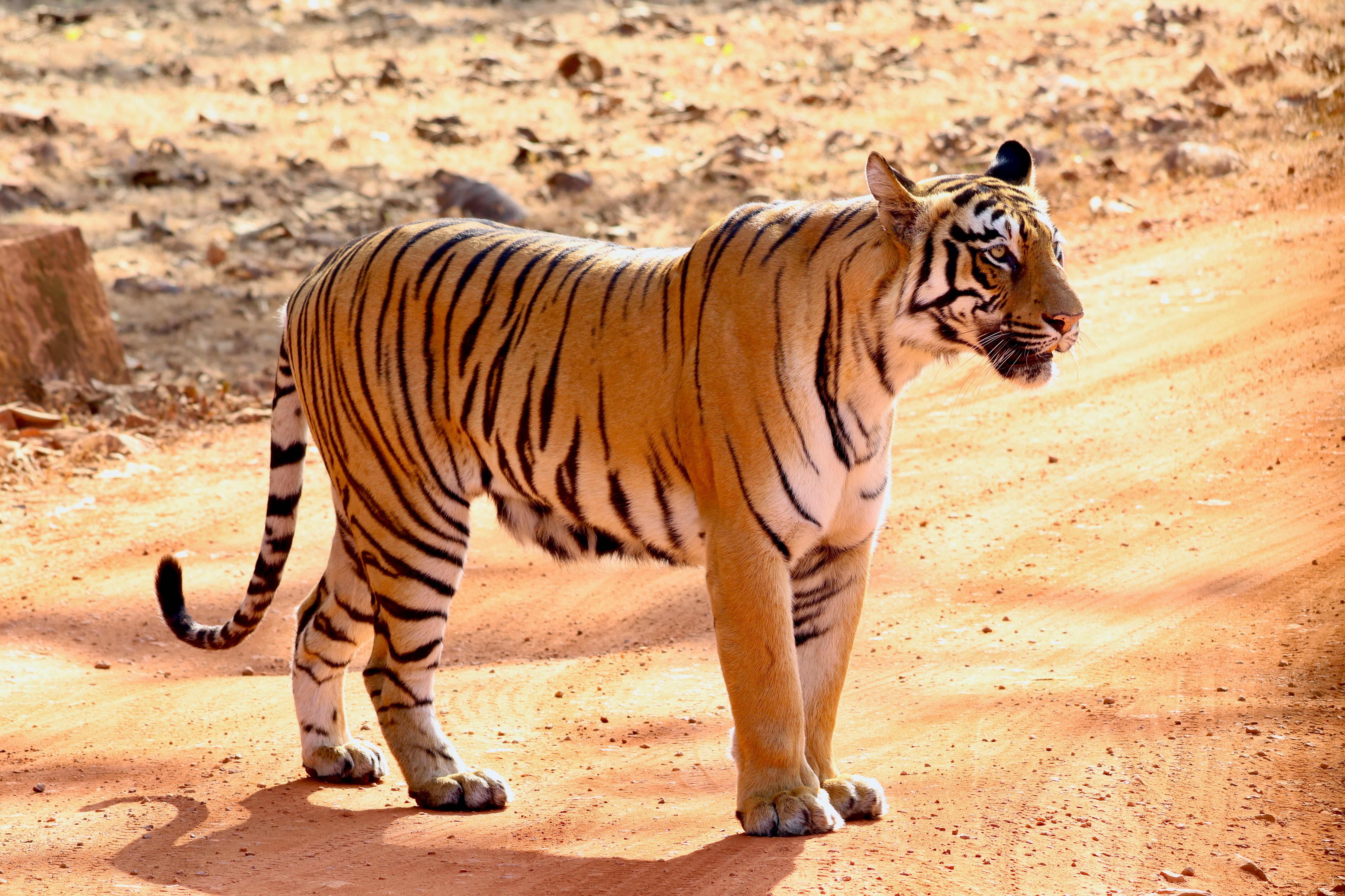 Tiger standing on a dusty road under bright sunlight, showcasing its vibrant stripes.