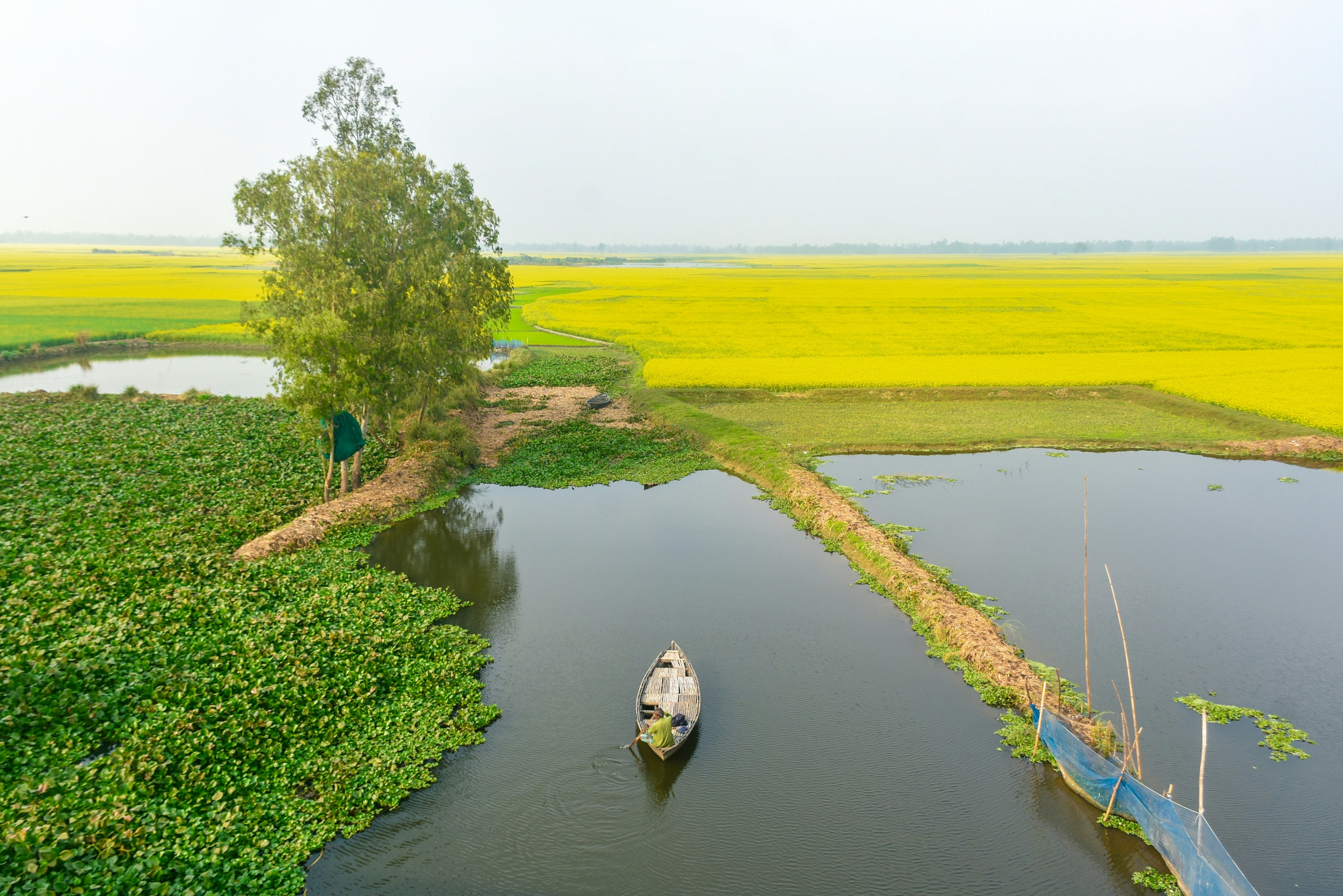 Canola Corridor: A Lone Boat Drifts Through Golden Fields