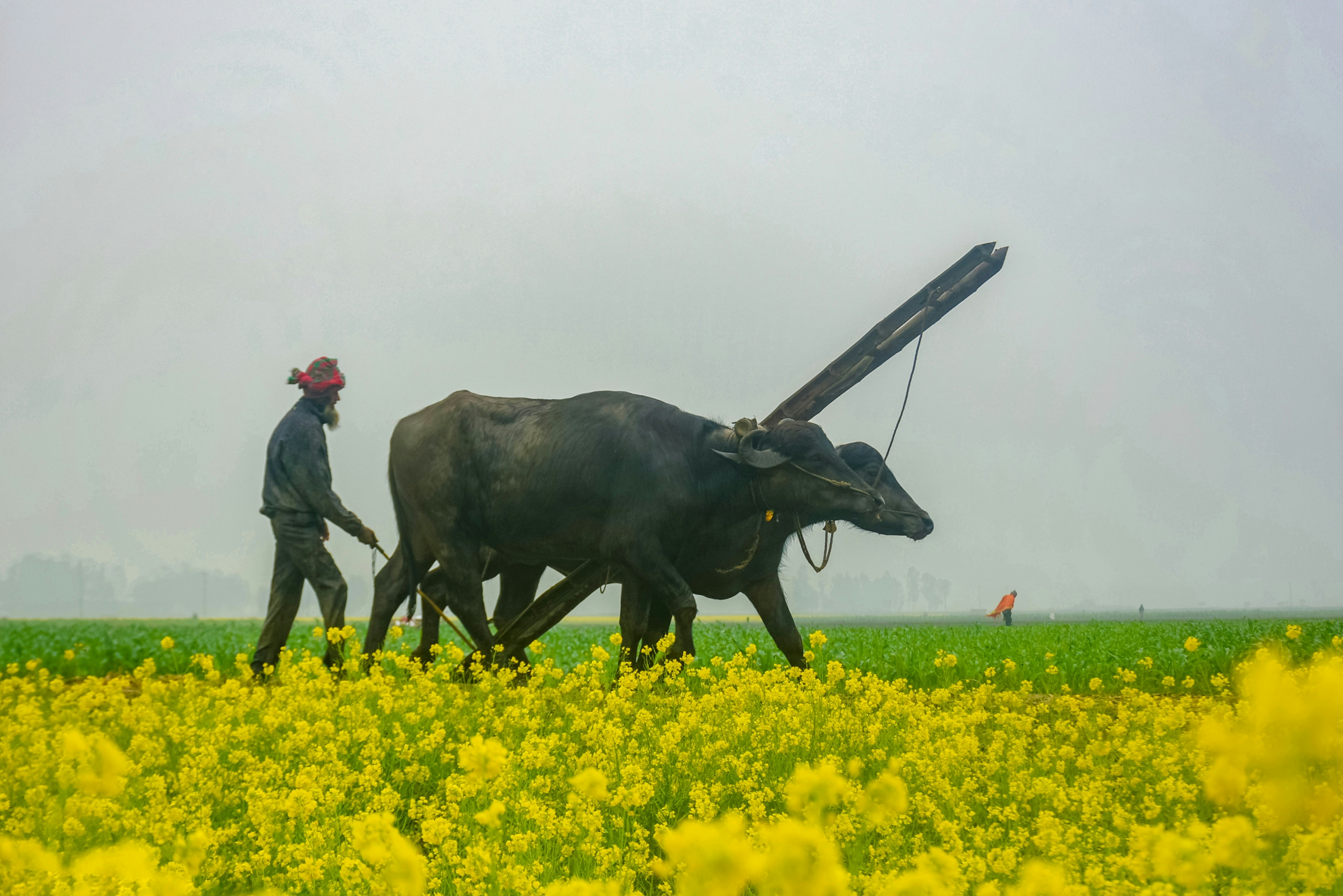 Harmony in the Mustard Fields
