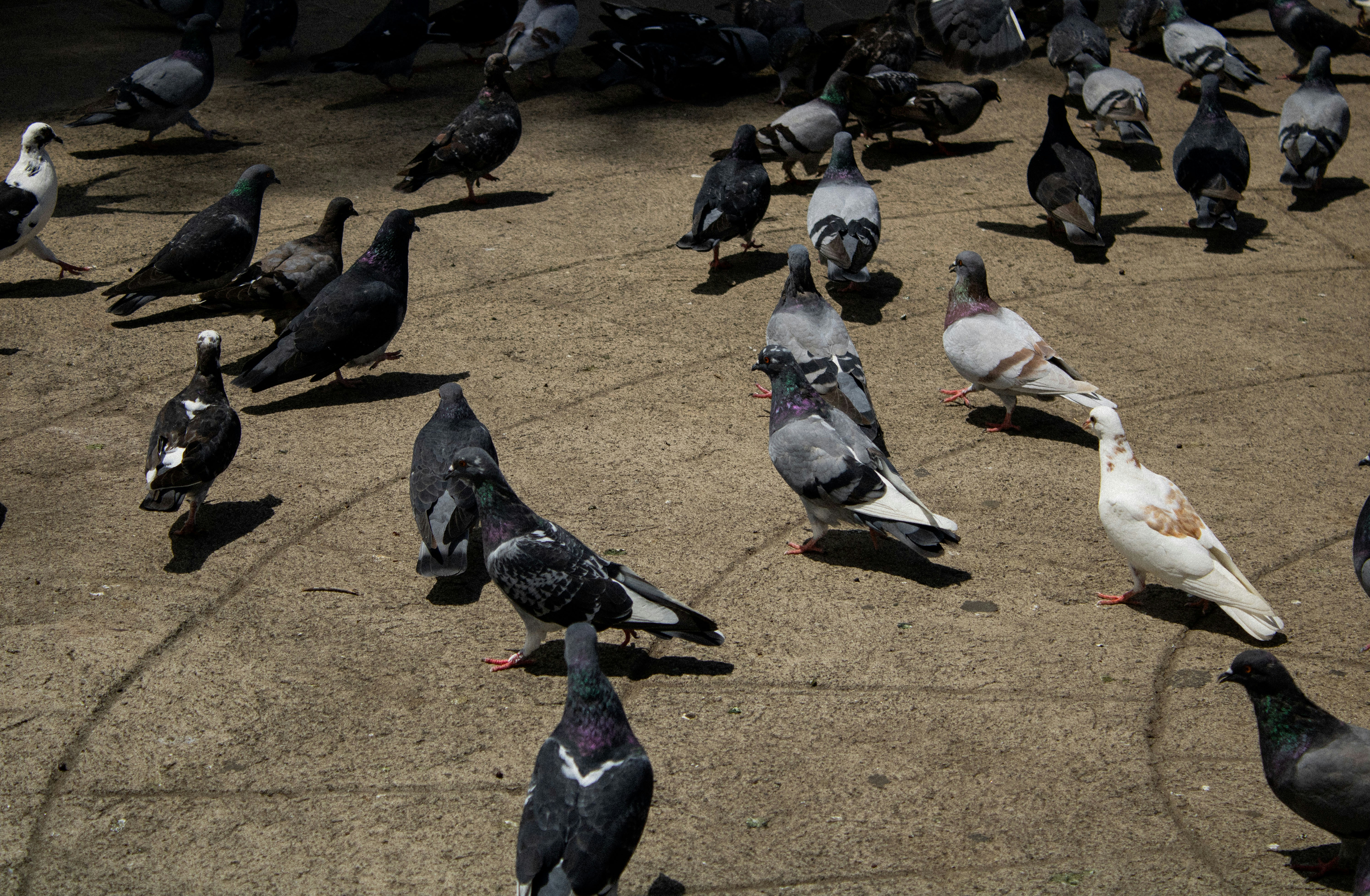 A flock of pigeons sitting on the ground photo – Free Bird Image on ...