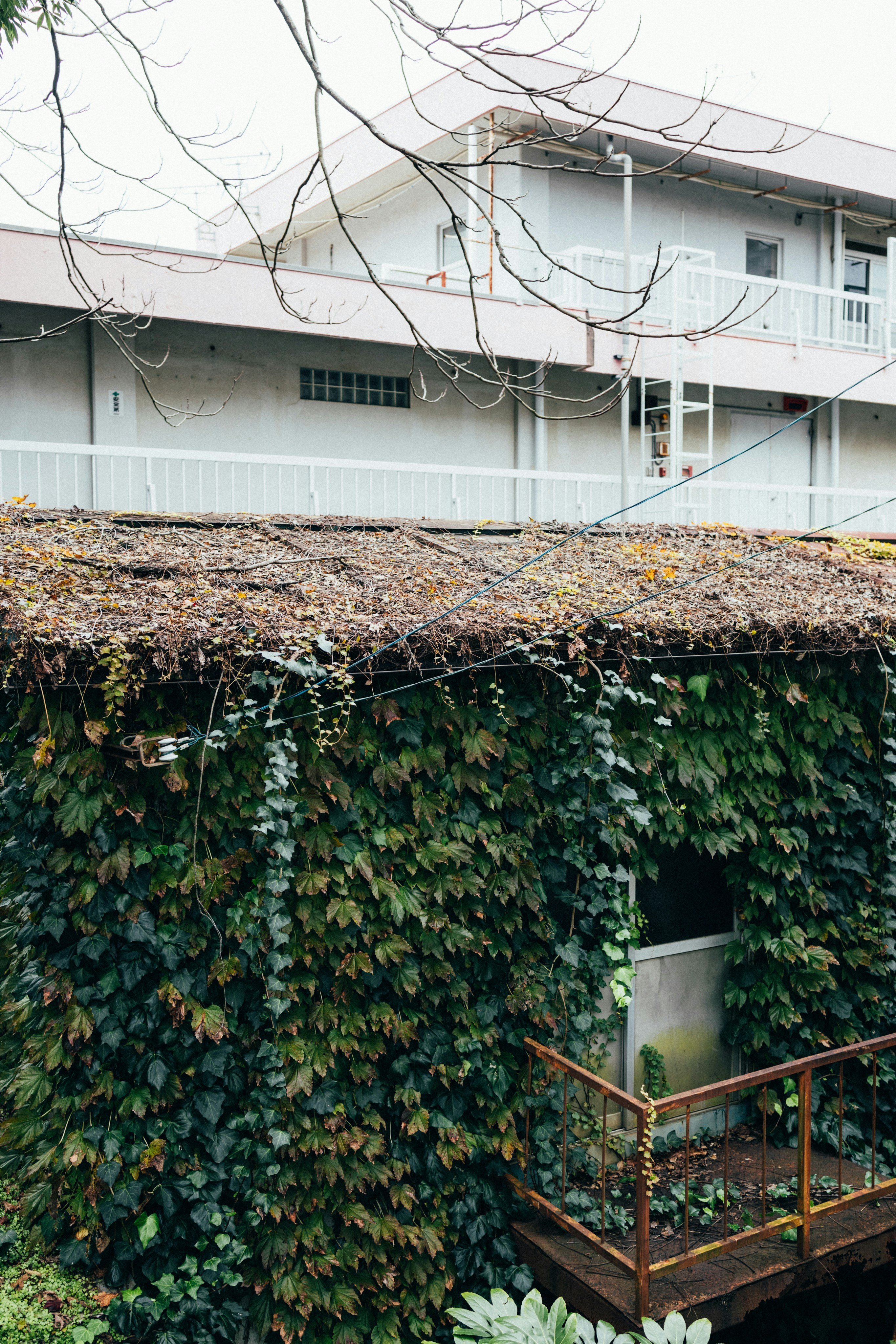 A house covered in vines with a roof photo – Free Japan Image on Unsplash