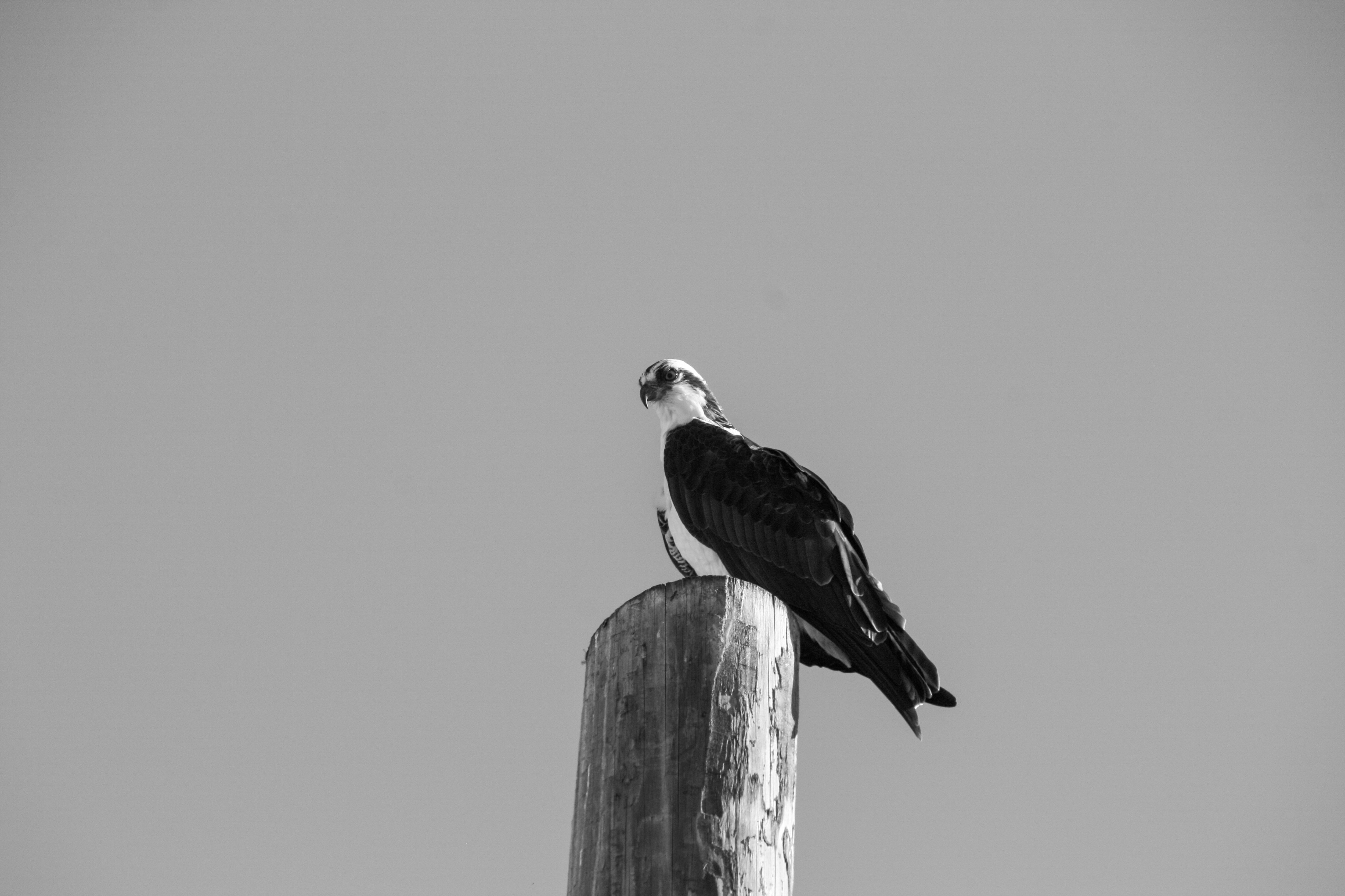 Lone Osprey on Weathered Perch