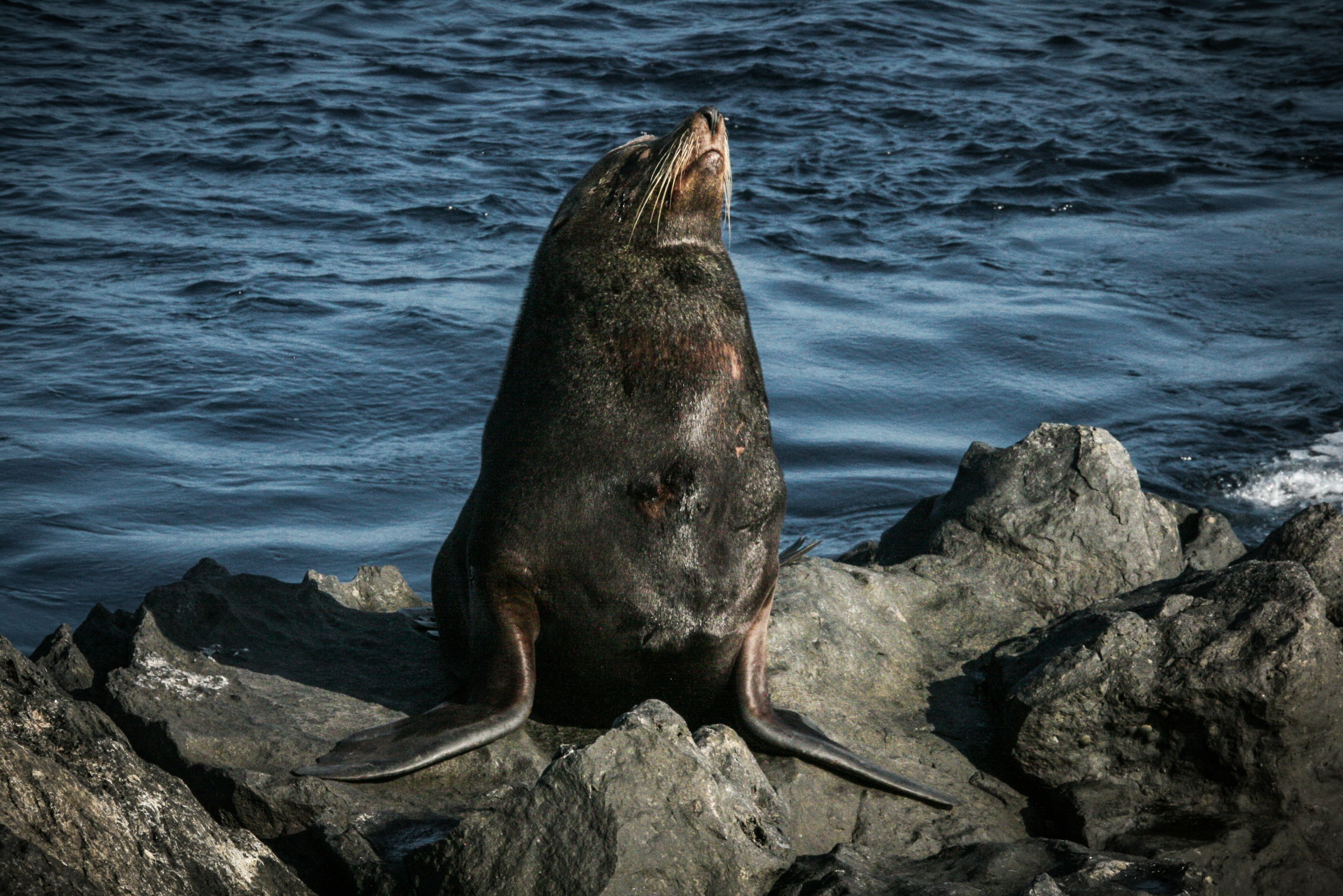 Seal perched on rocky shore with deep blue ocean in the background.