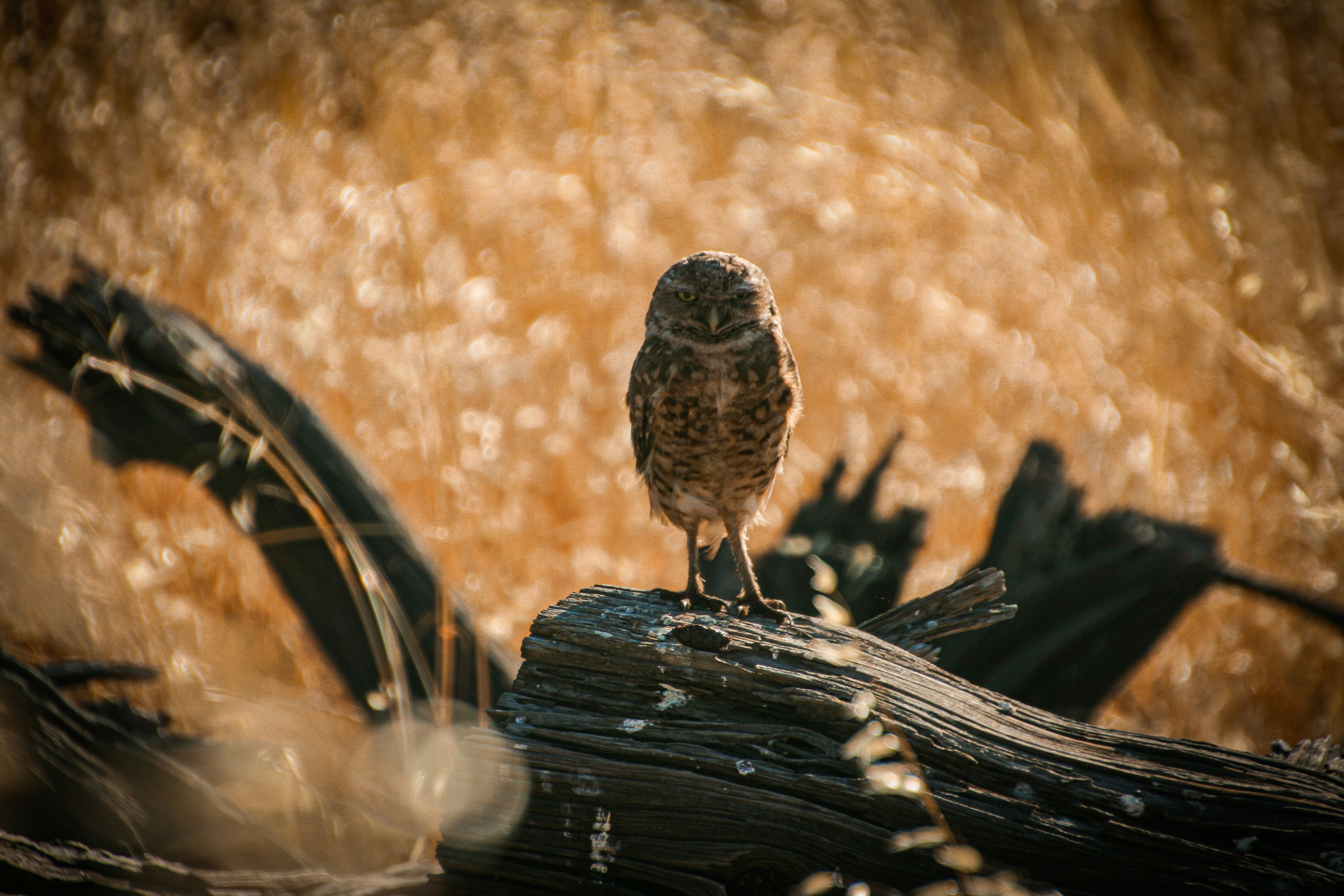 Owl standing on a weathered log against a blurred golden field.