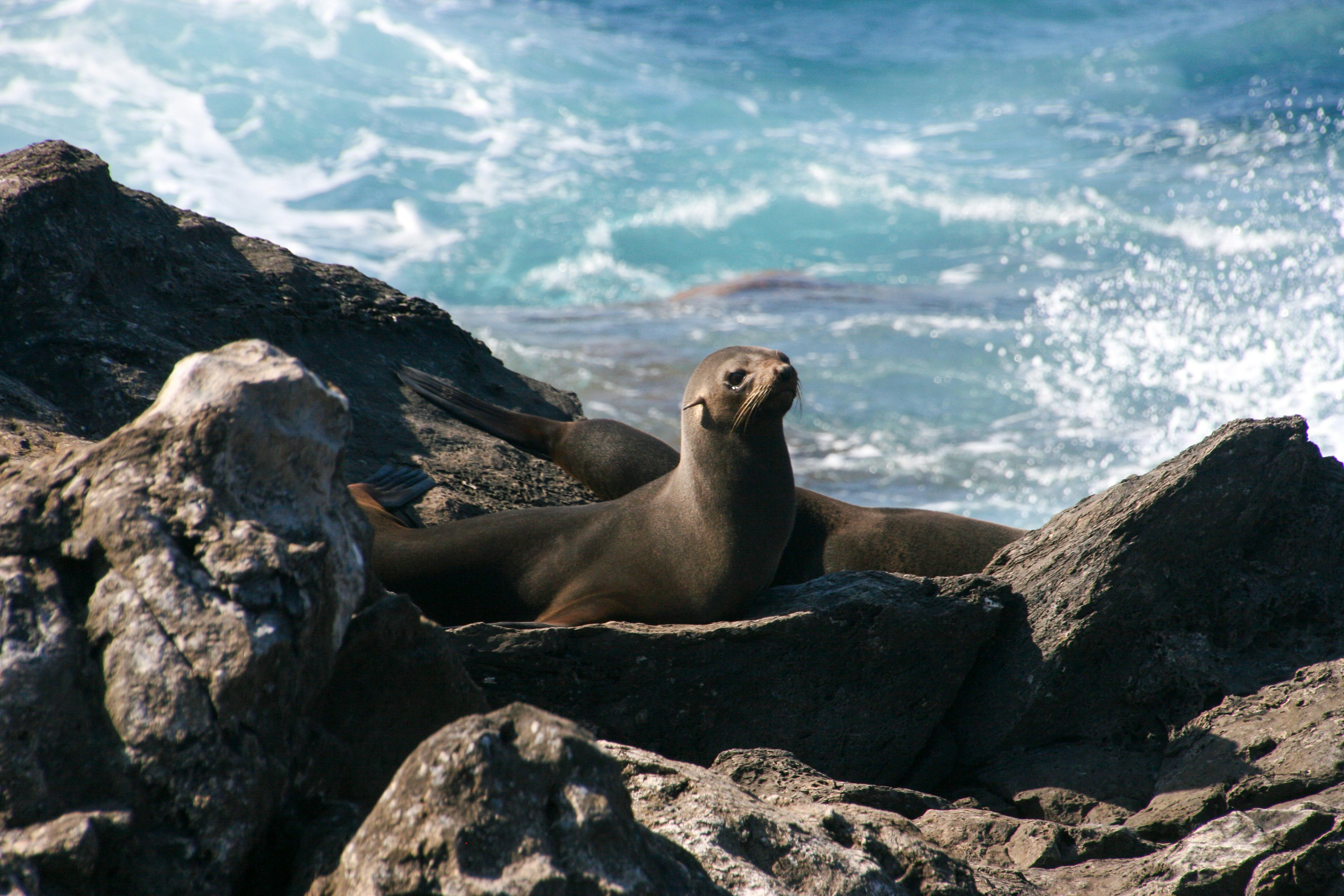 Seal lounging on rocky shore with ocean waves in the background.
