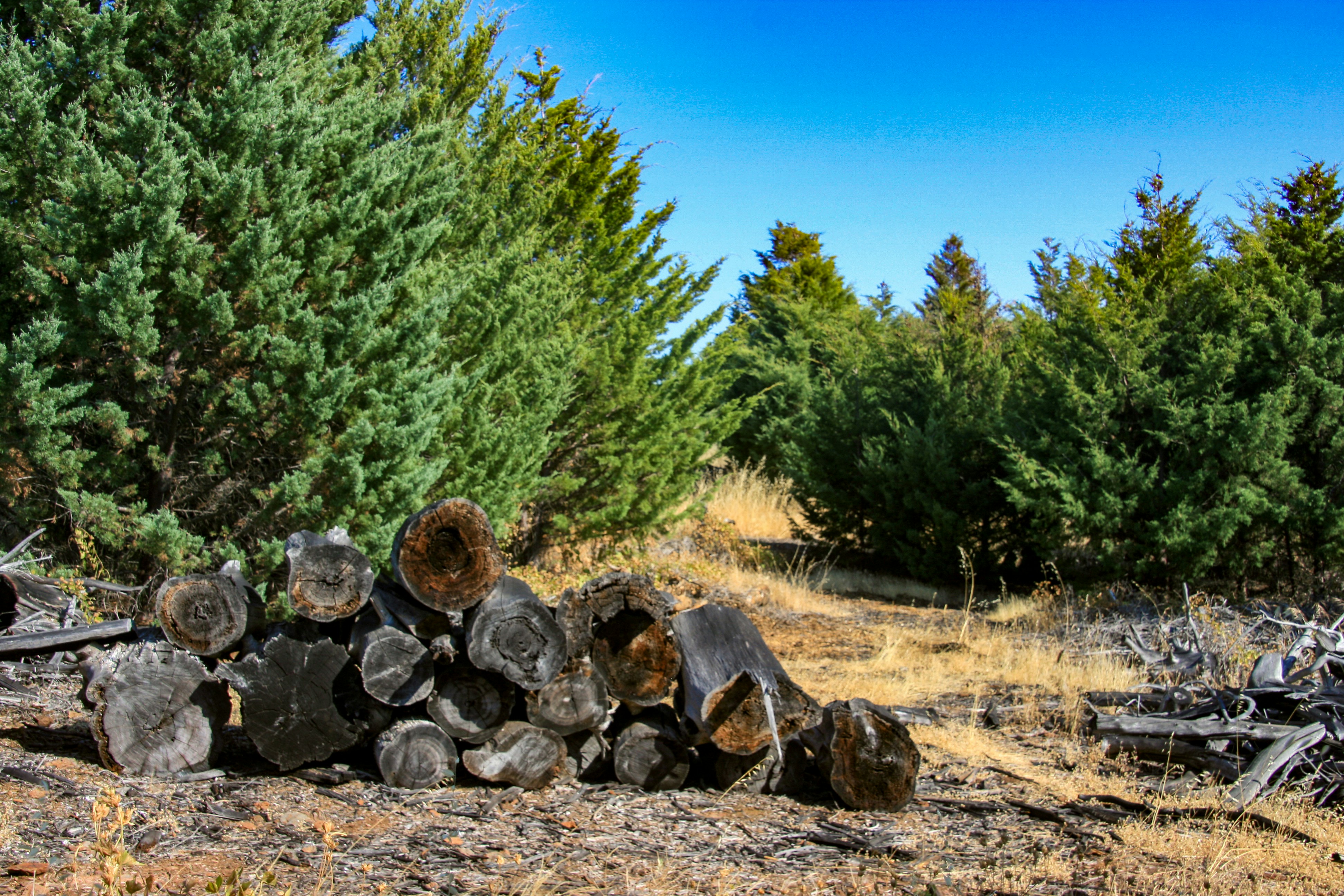 Stack of weathered logs beside dense evergreen shrubs under a clear blue sky.