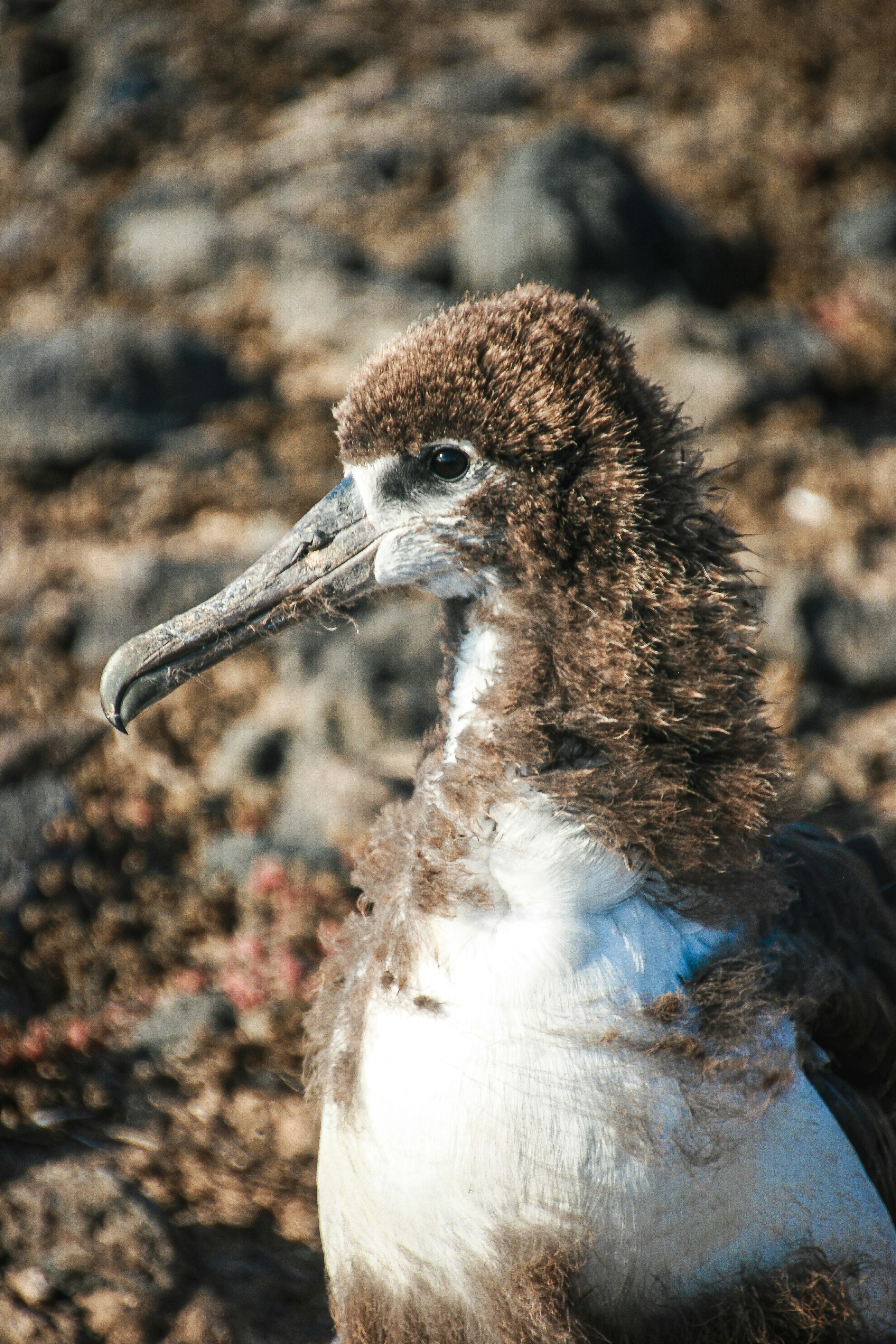 Juvenile Booby Portrait: Curious Gaze Amid Coastal Rocks