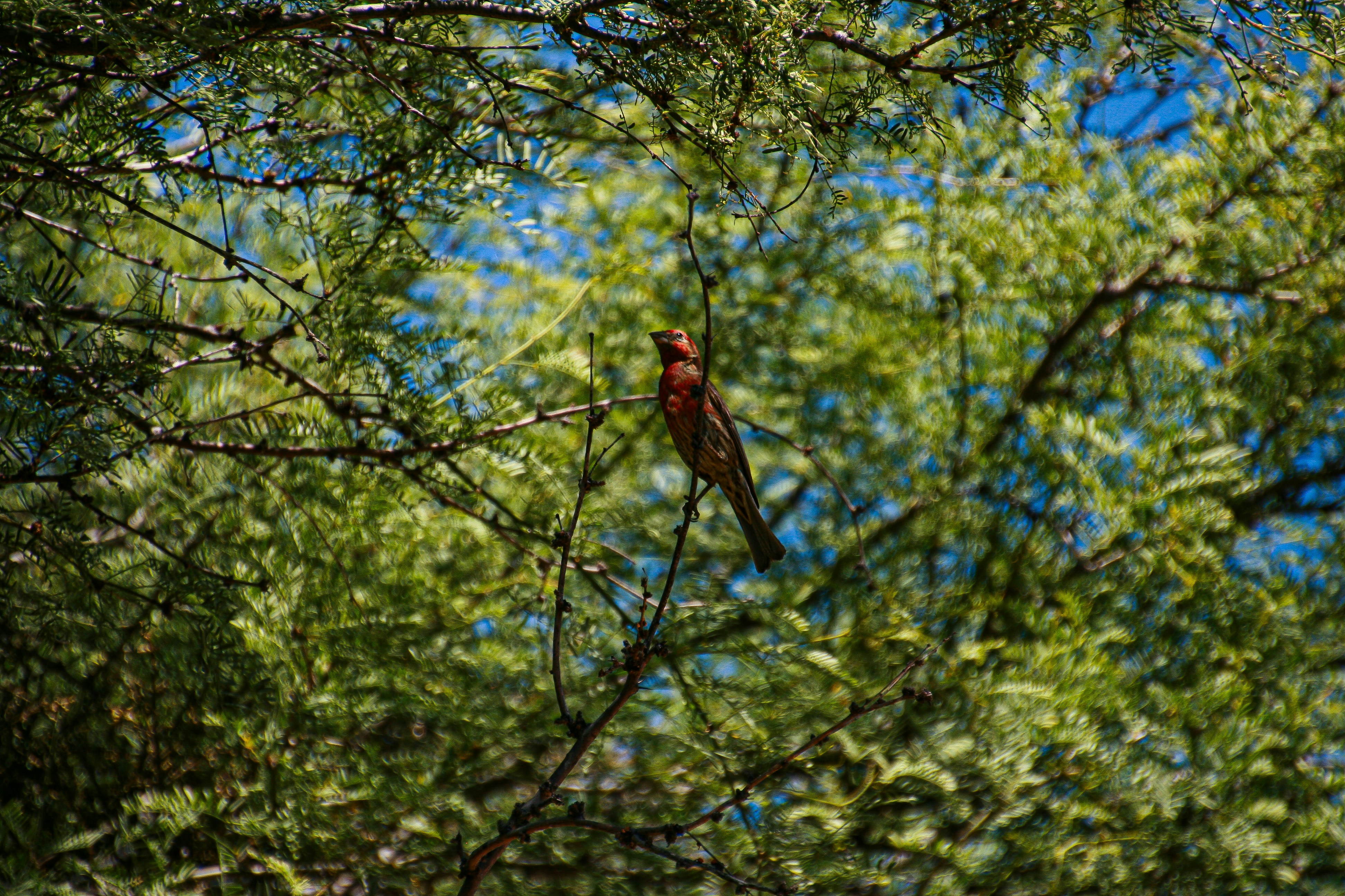 Crimson Songbird Amid Verdant Foliage