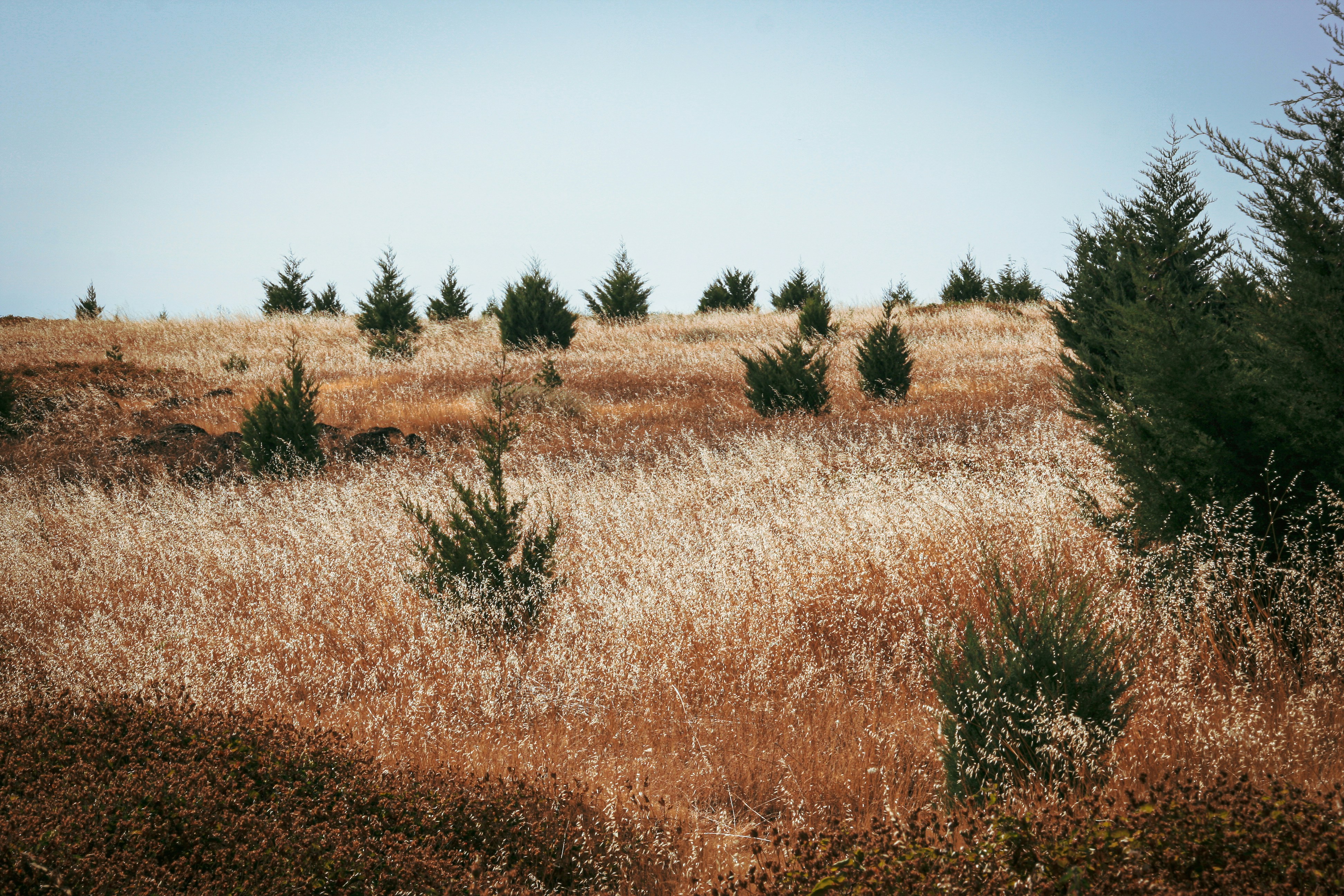 Golden field with scattered evergreen trees under a clear blue sky.