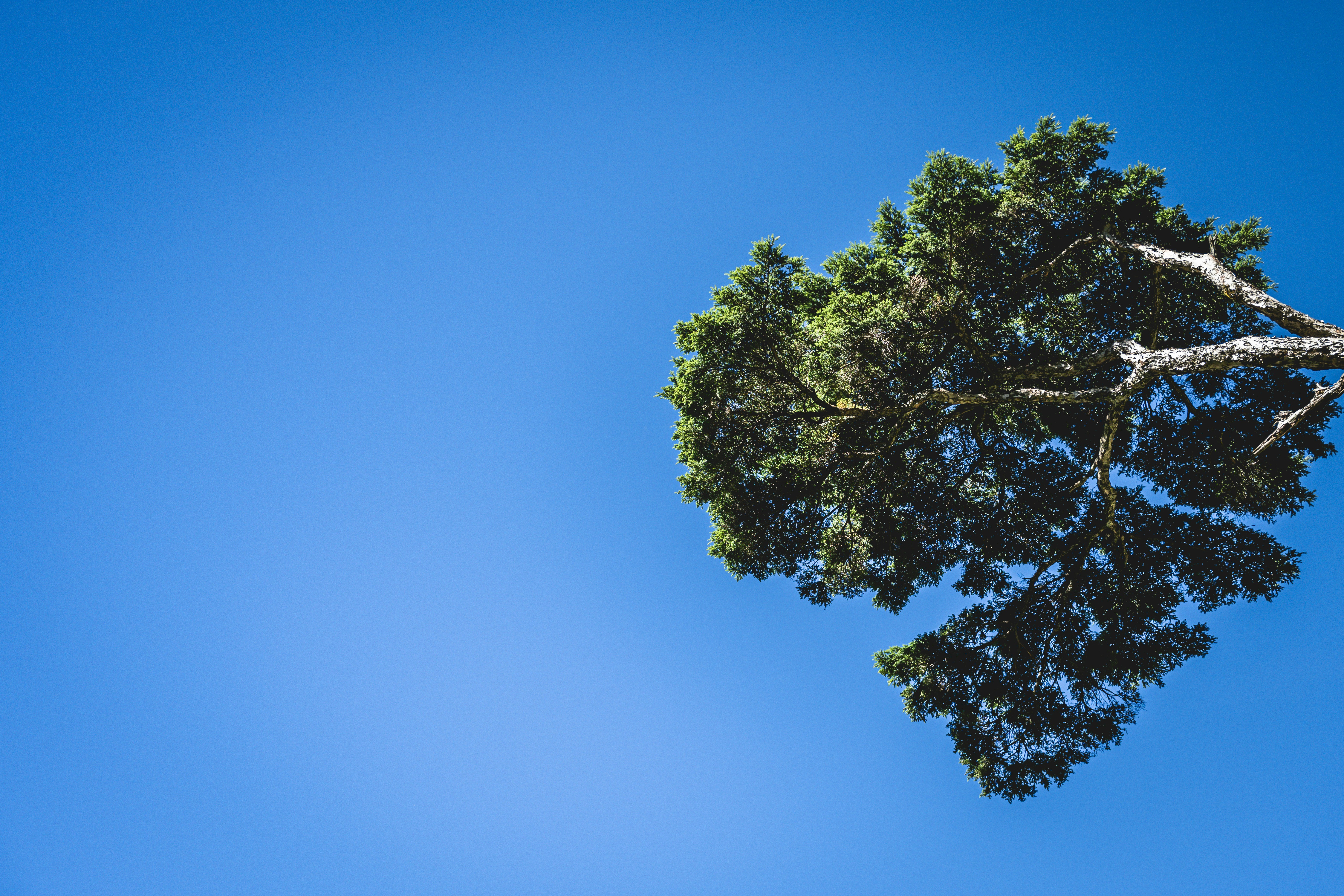 Tree branches and foliage silhouetted against a clear blue sky.