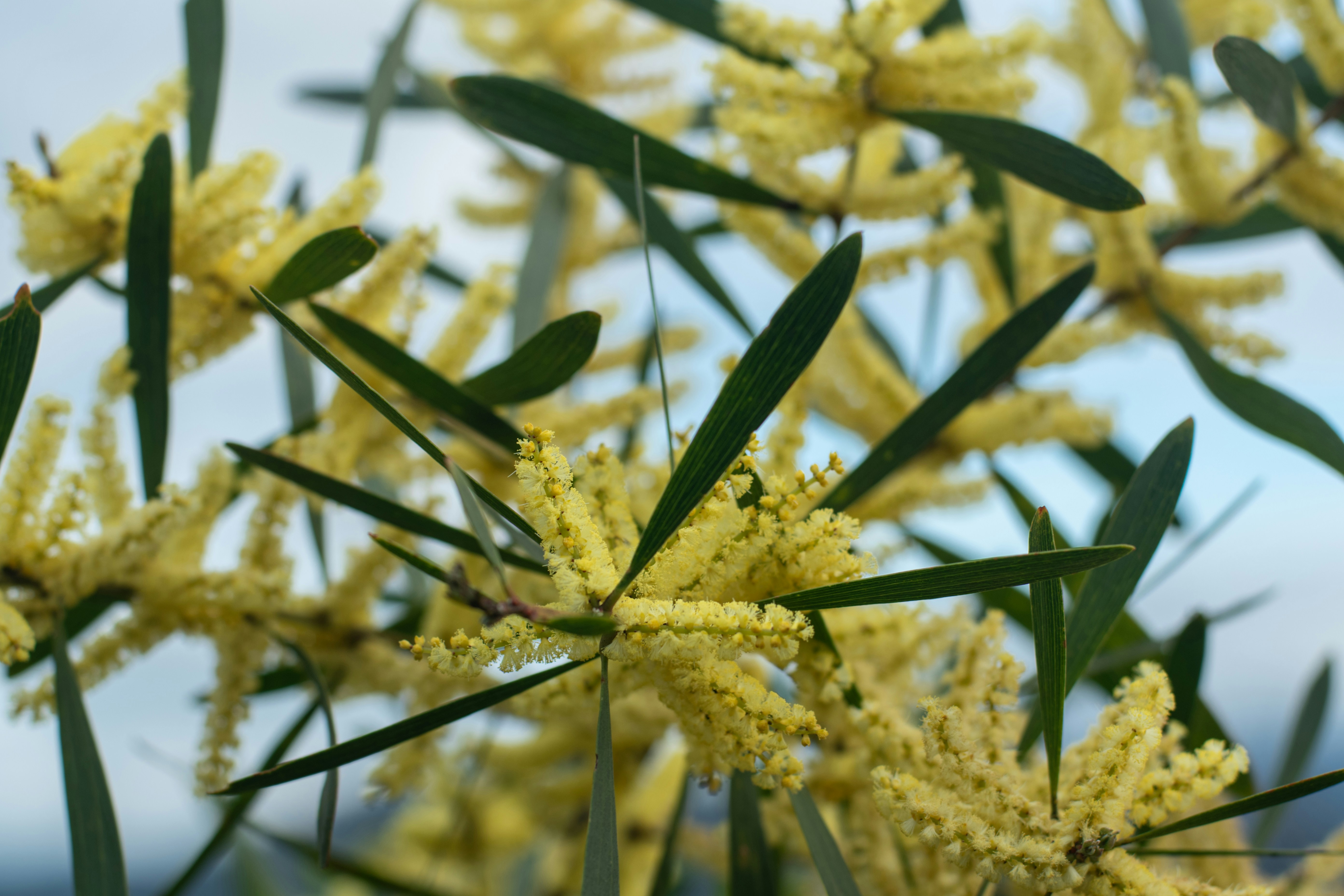 Golden Wattle in Focus: Delicate Catkins among Slim Green Leaves