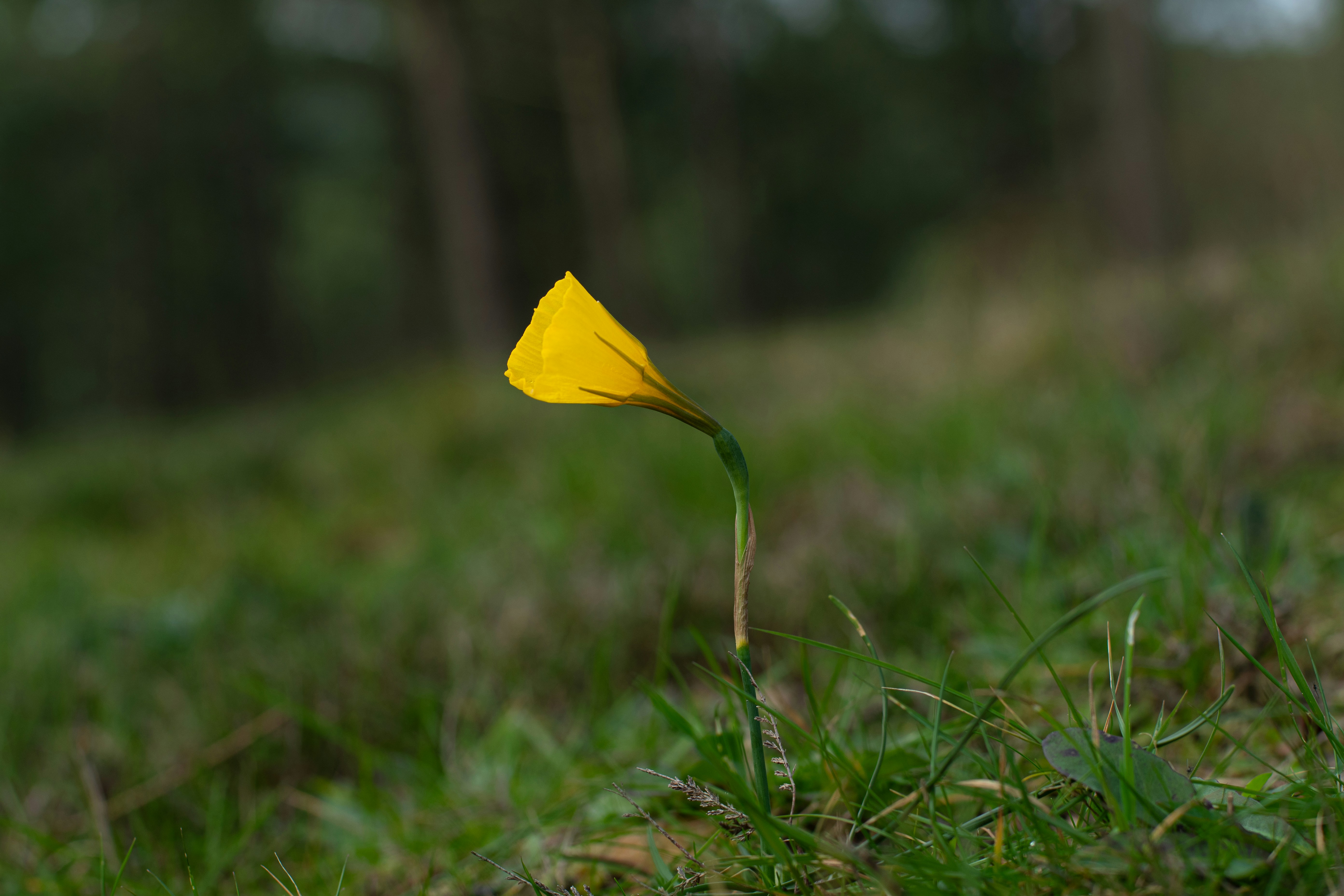A lone yellow blossom defies the field’s green hush
