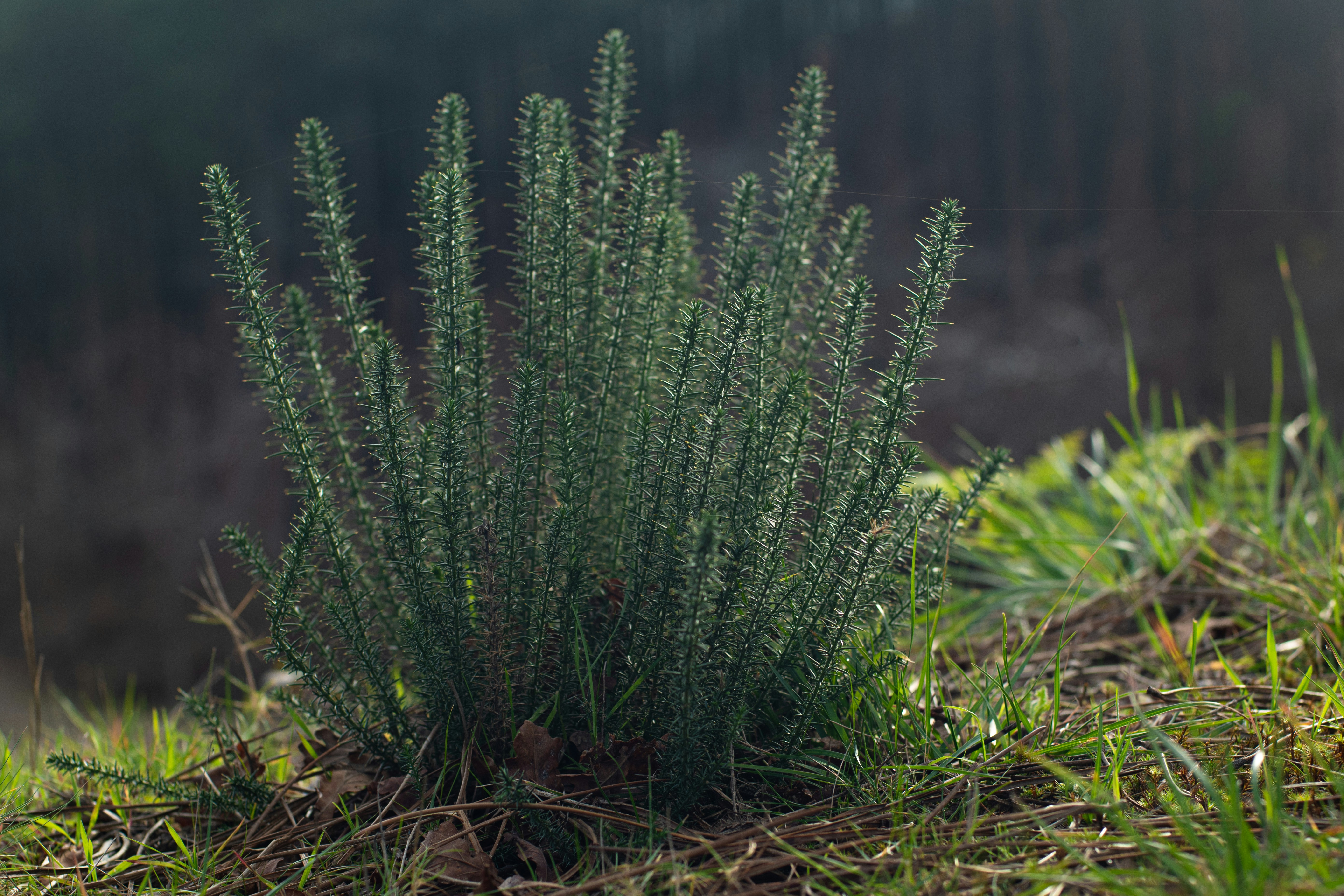 Serene Growth: Nature's Vertical Symphony