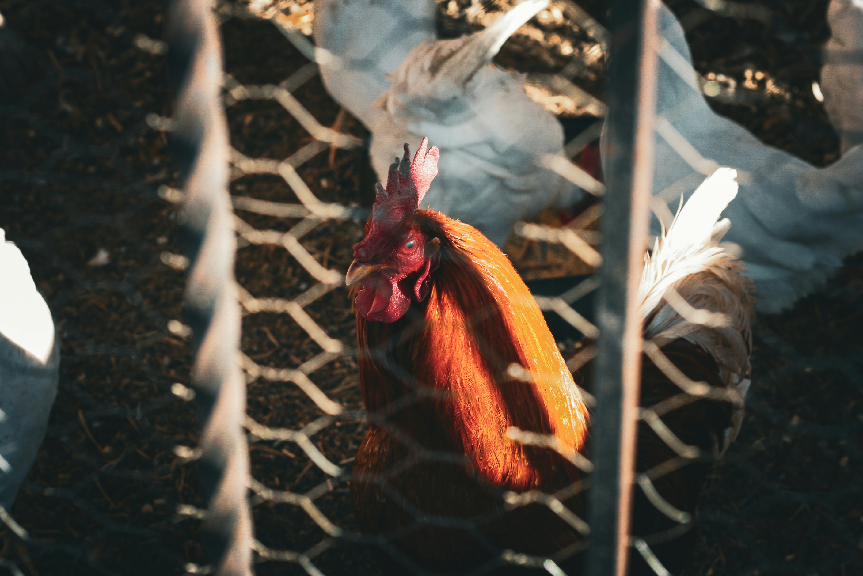 Photo by Jonatan Aguilar with Canon EOS 400D