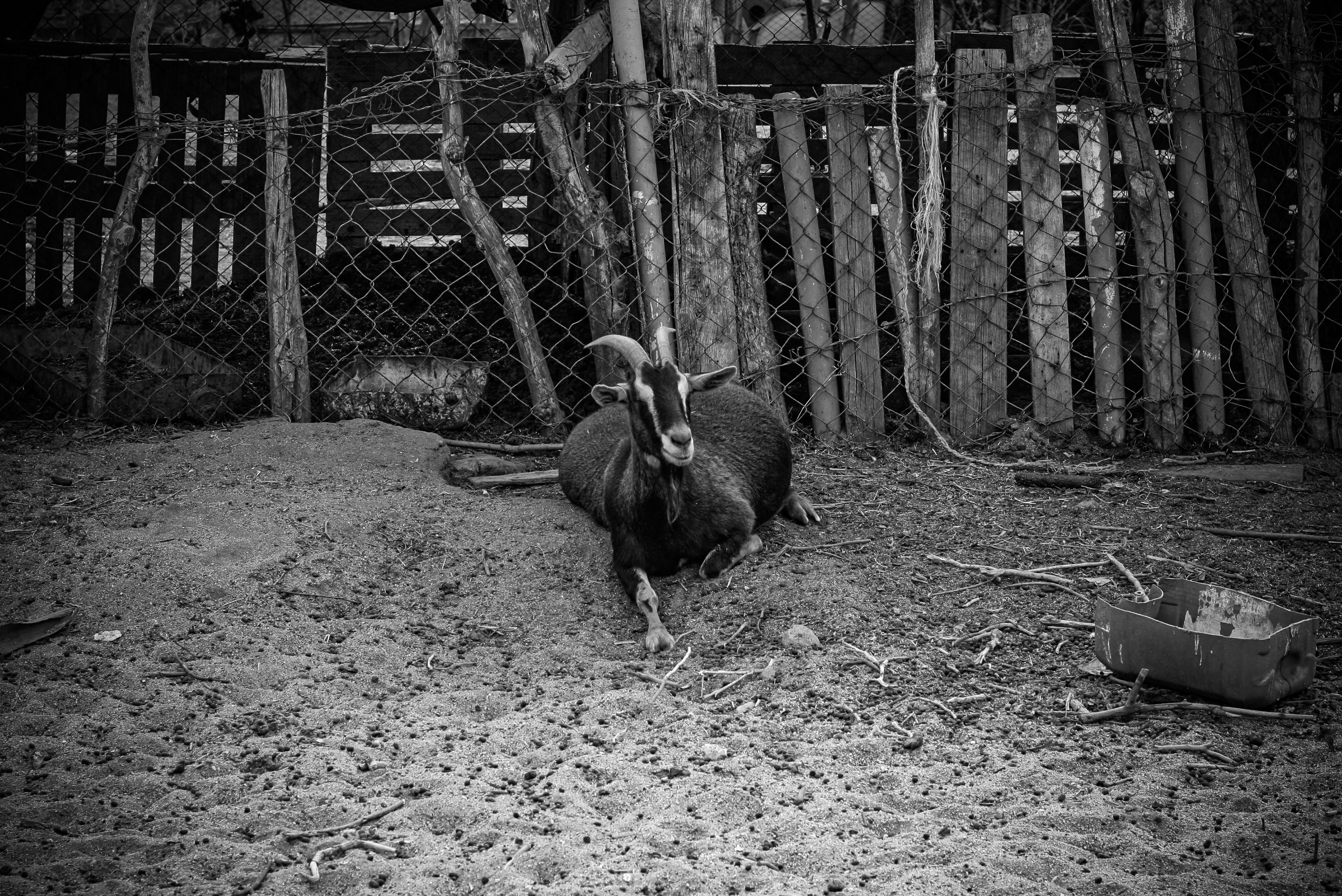 Resting Goat by the Rustic Fence