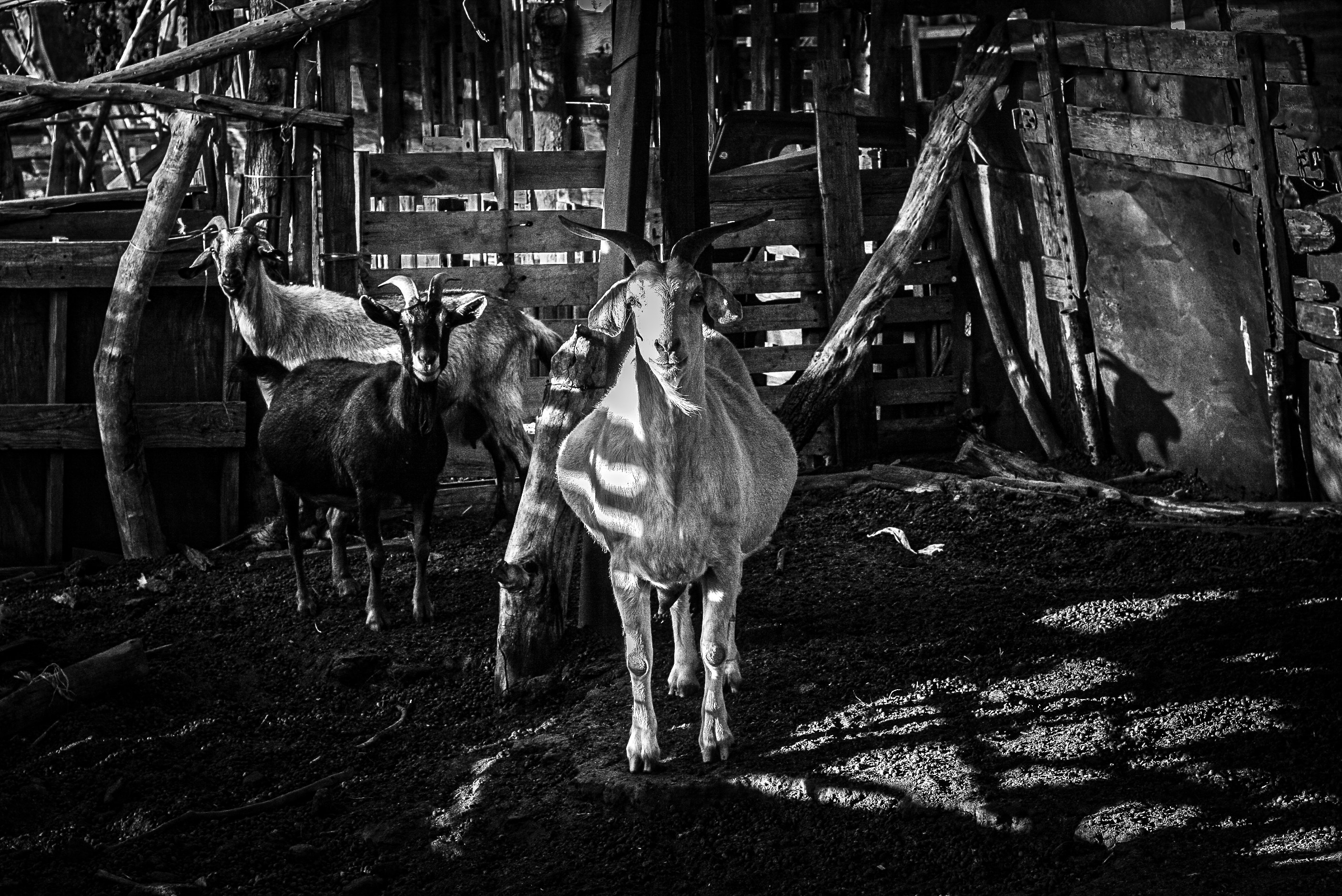 Three goats stand in a dimly lit, wooden enclosure, casting dramatic shadows.