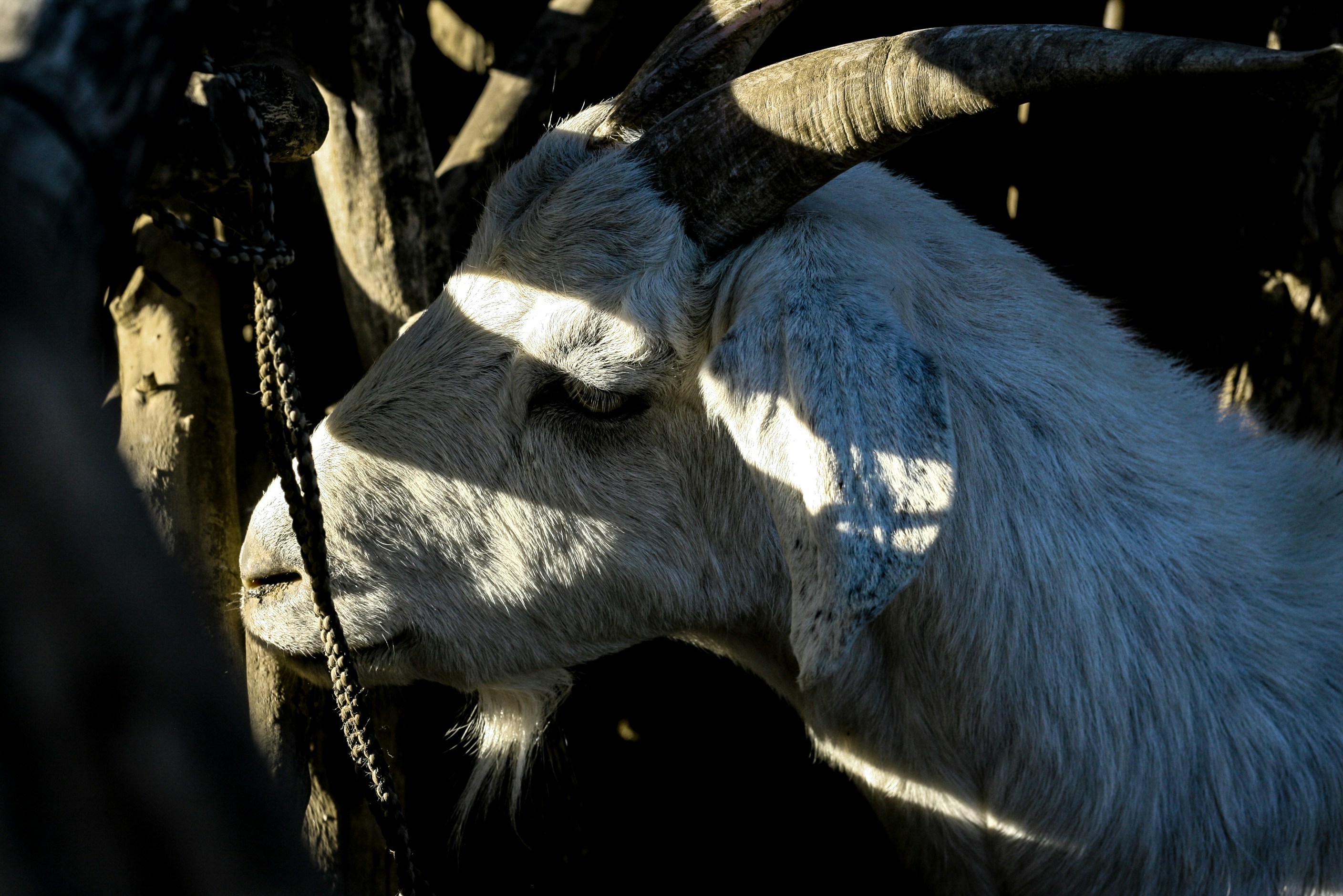 Sunlit Profile in Shadow: A White Goat's Quiet Gaze