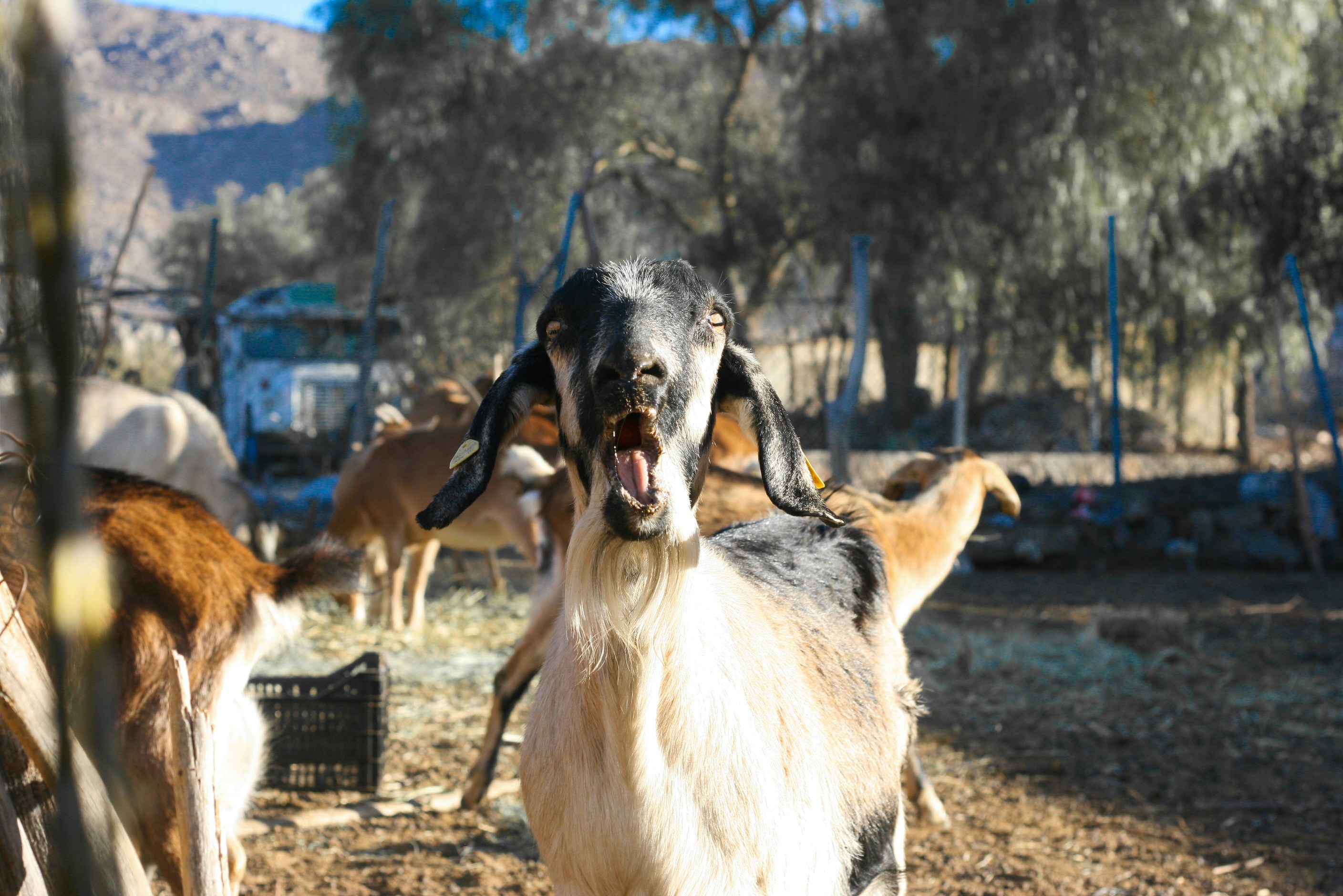 Goat bleating energetically in a sunny rural setting with other goats and trees in the background.