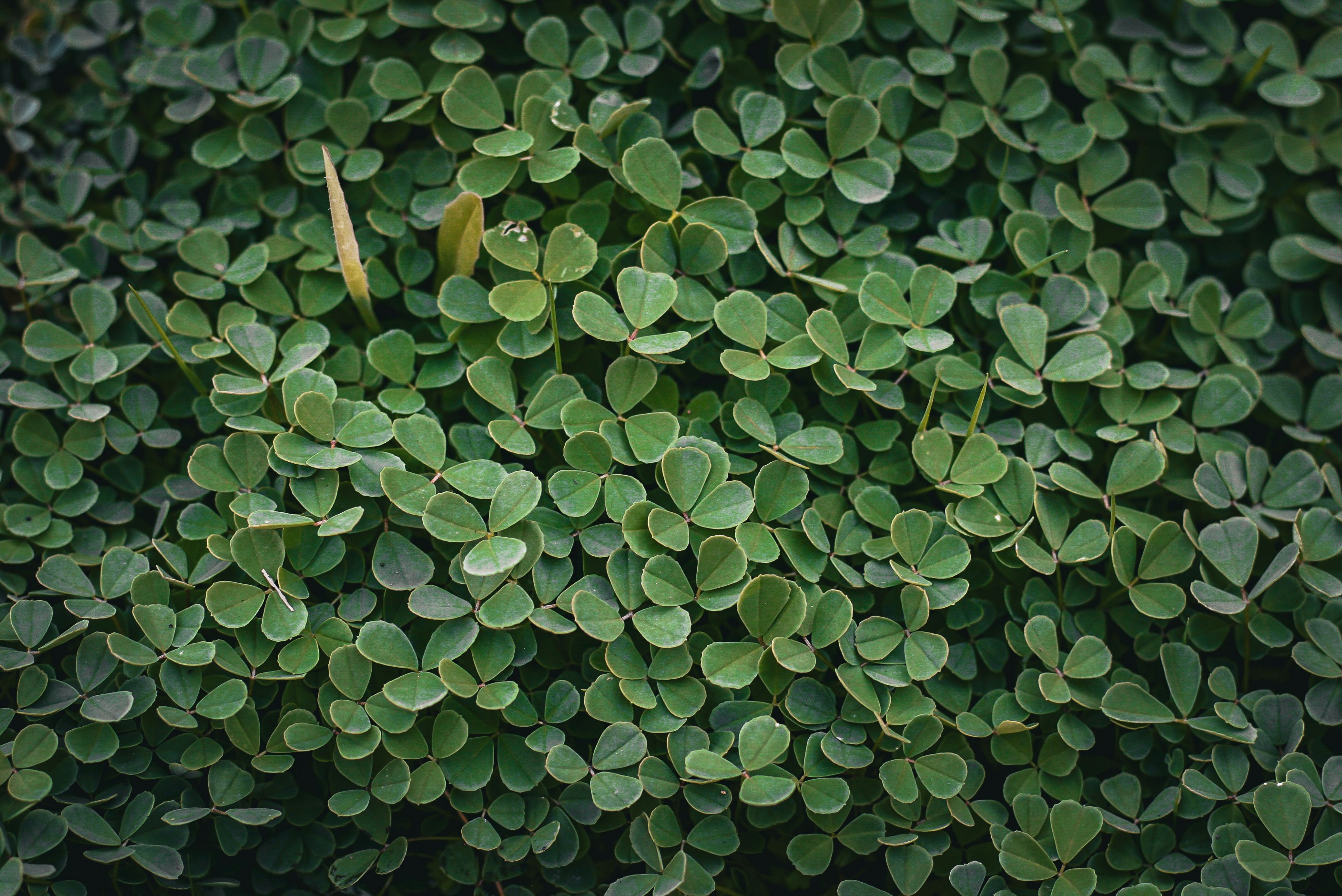 Dense cluster of vibrant green clover leaves forming a lush ground cover.
