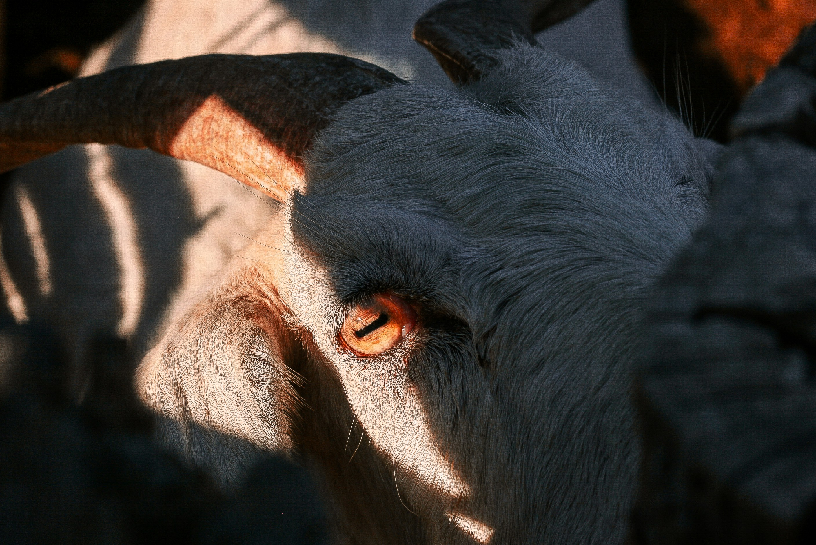 Ember-Eyed Gaze: Close-Up of a Horned Goat in Warm Shadow