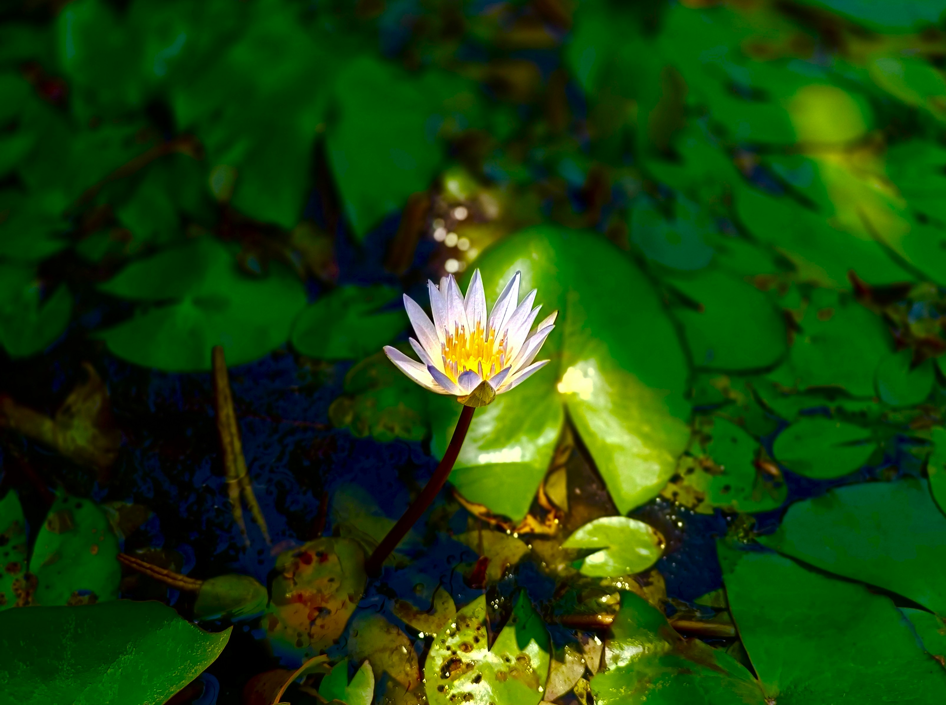 Lotus flower illuminated by sunlight, surrounded by lush green lily pads.