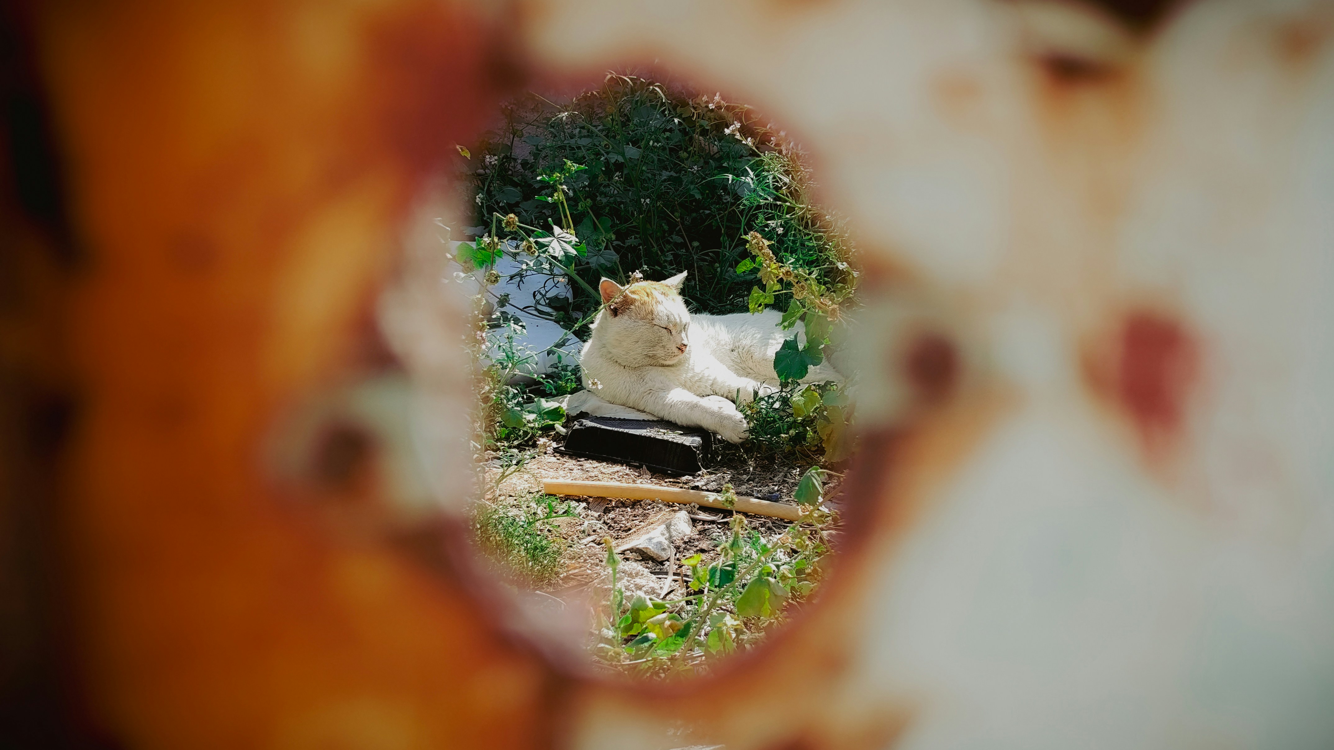 Peek Through the Rusted PortalParsa