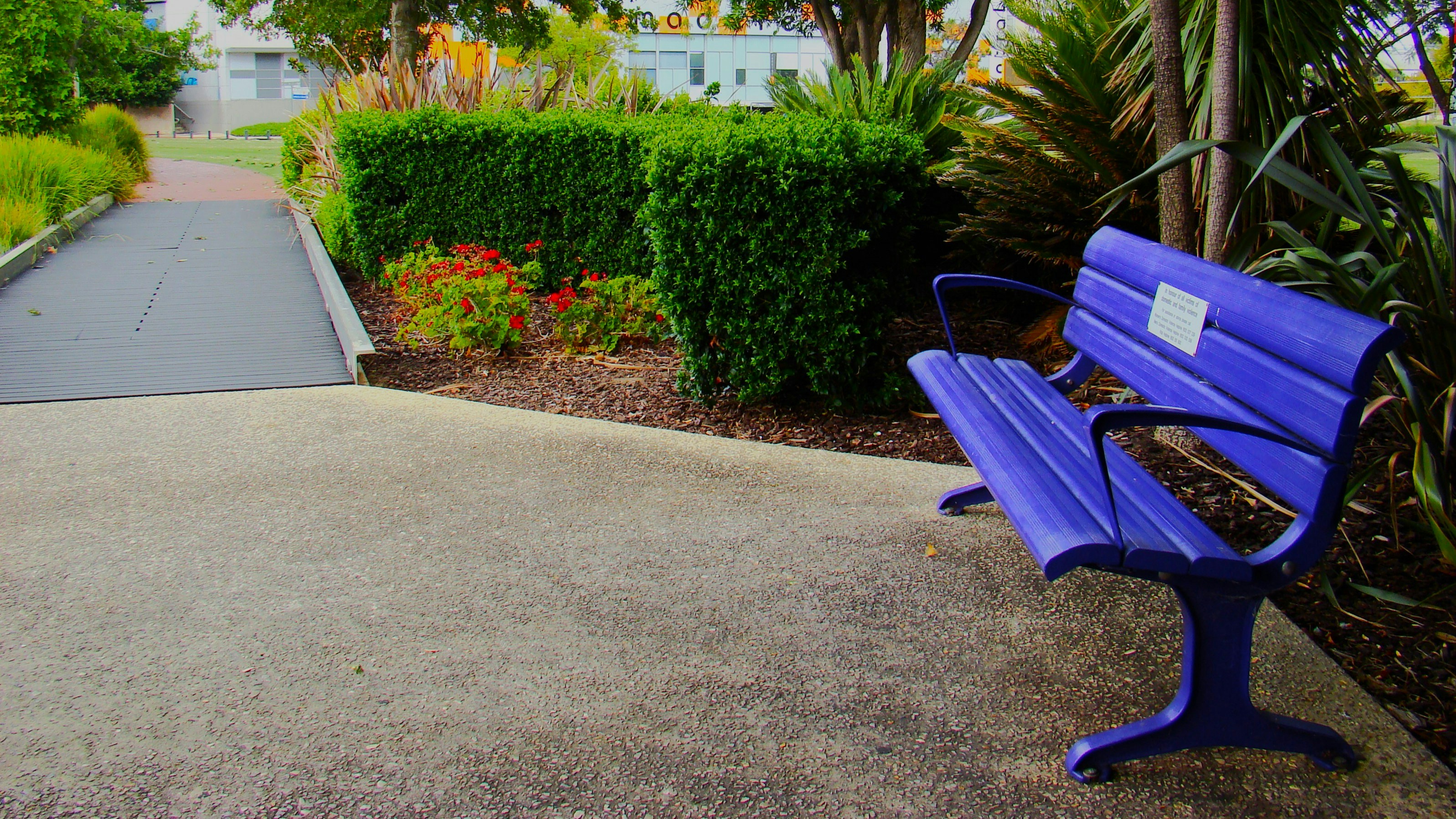 A blue metal bench anchors the right foreground while a curved path and trimmed hedges recede into the distance, suggesting a tranquil campus stroll.