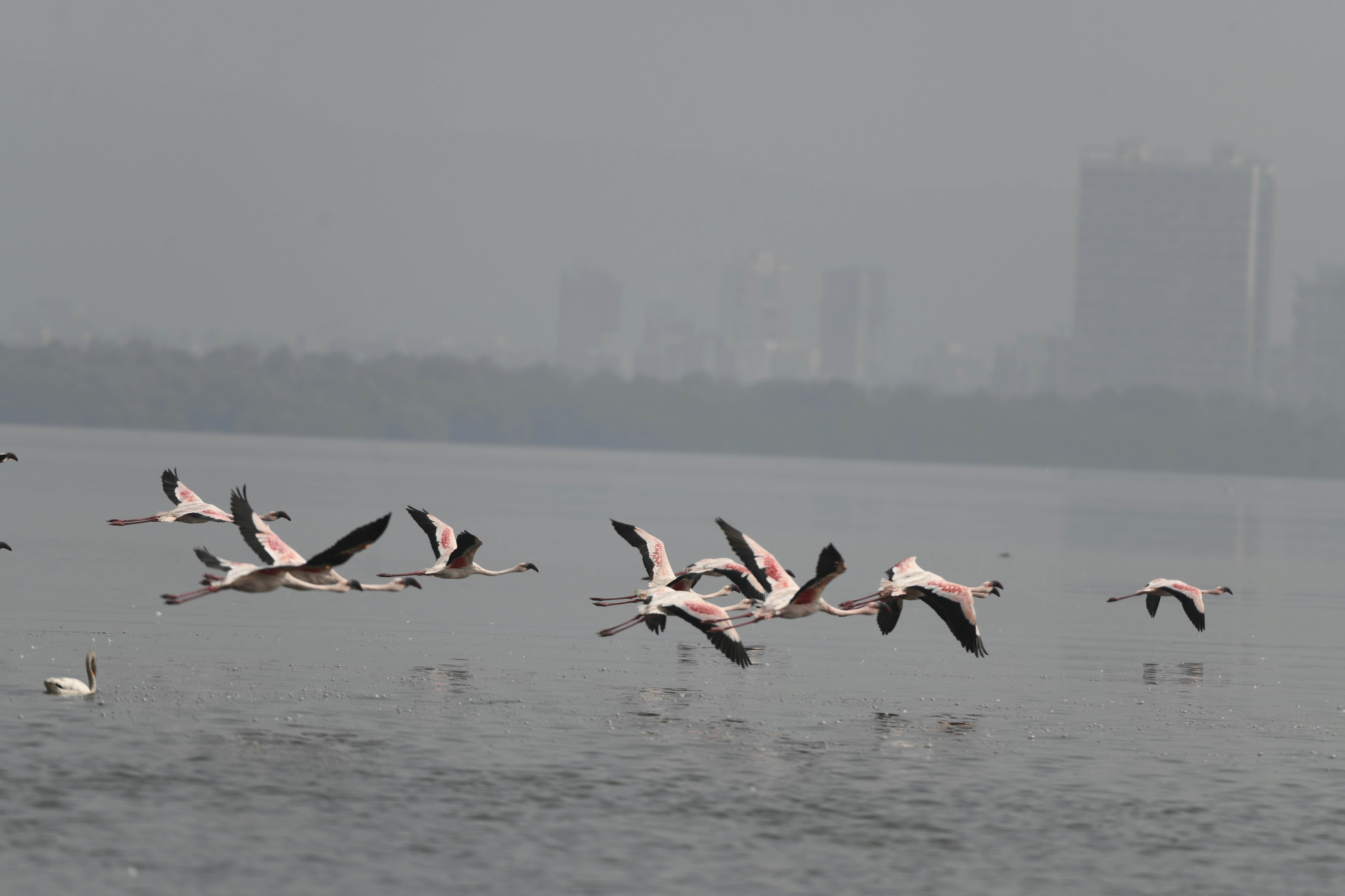 Wingbeat Gradient: Pelicans Skim a Quiet Bay Under a Distant Skyline