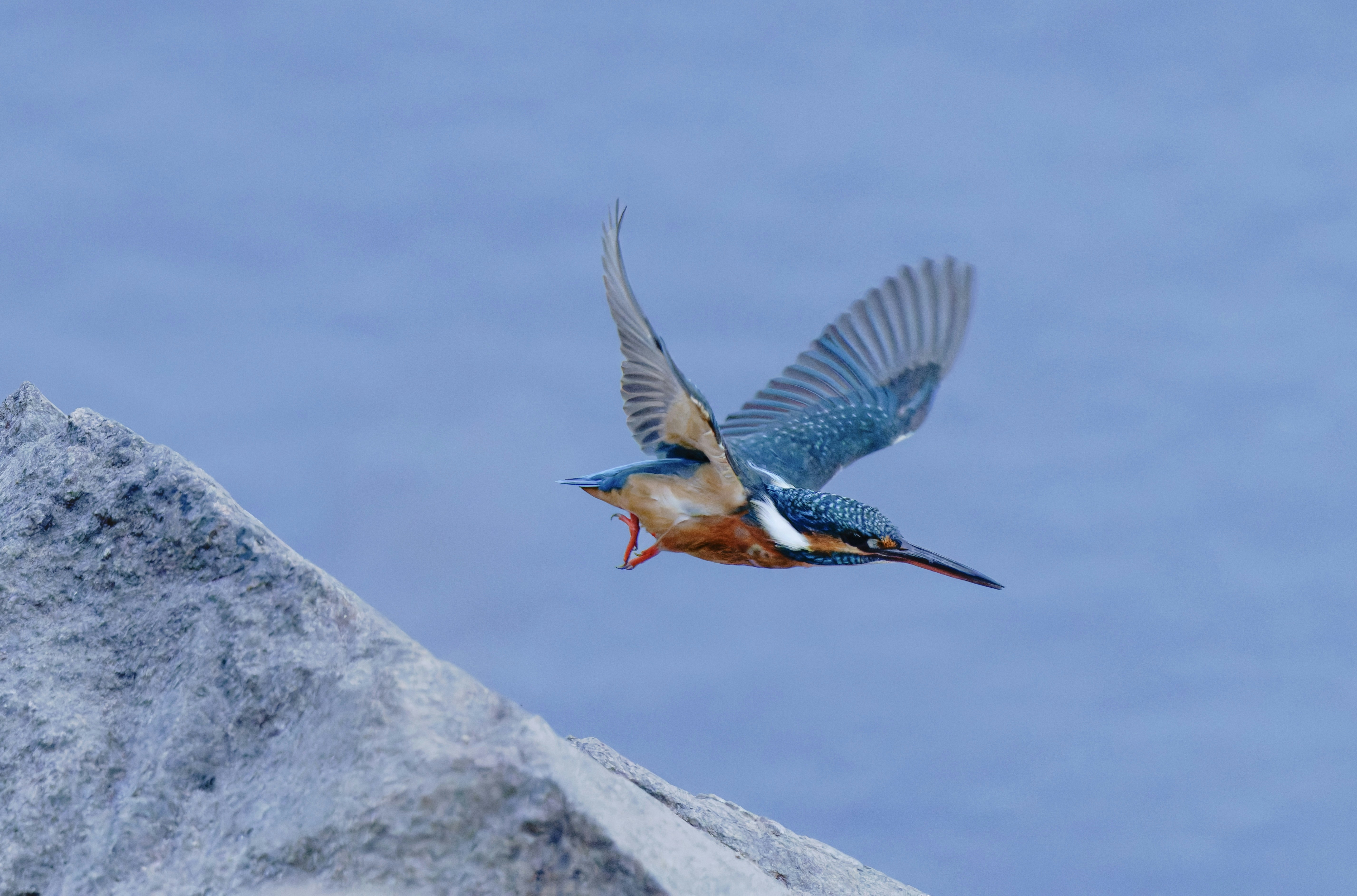 Azure Glide: Kingfisher in Full Flight Above a Granite Ledge