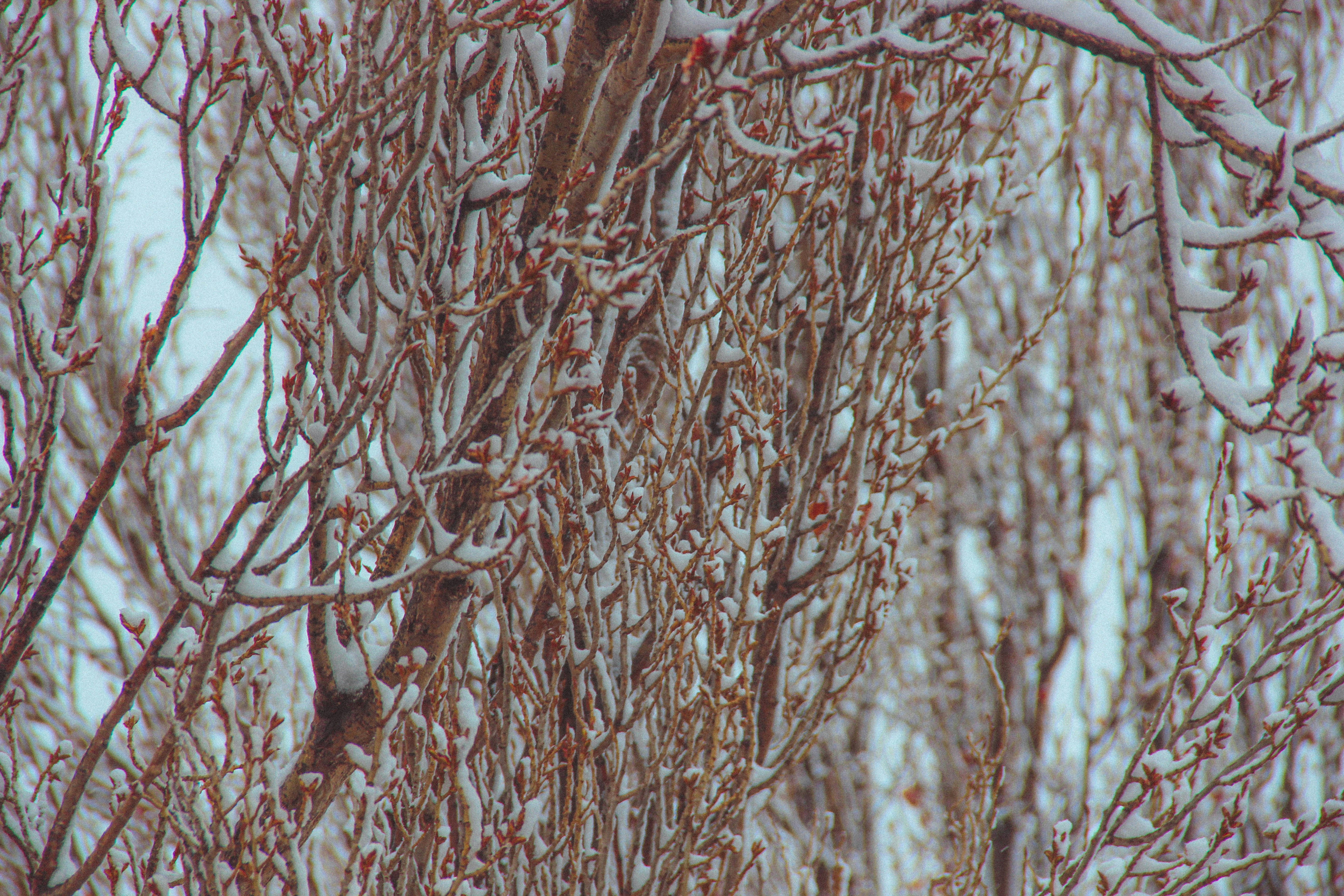 Winter Lace: Frost-Coated Twigs in a Quiet Thicket