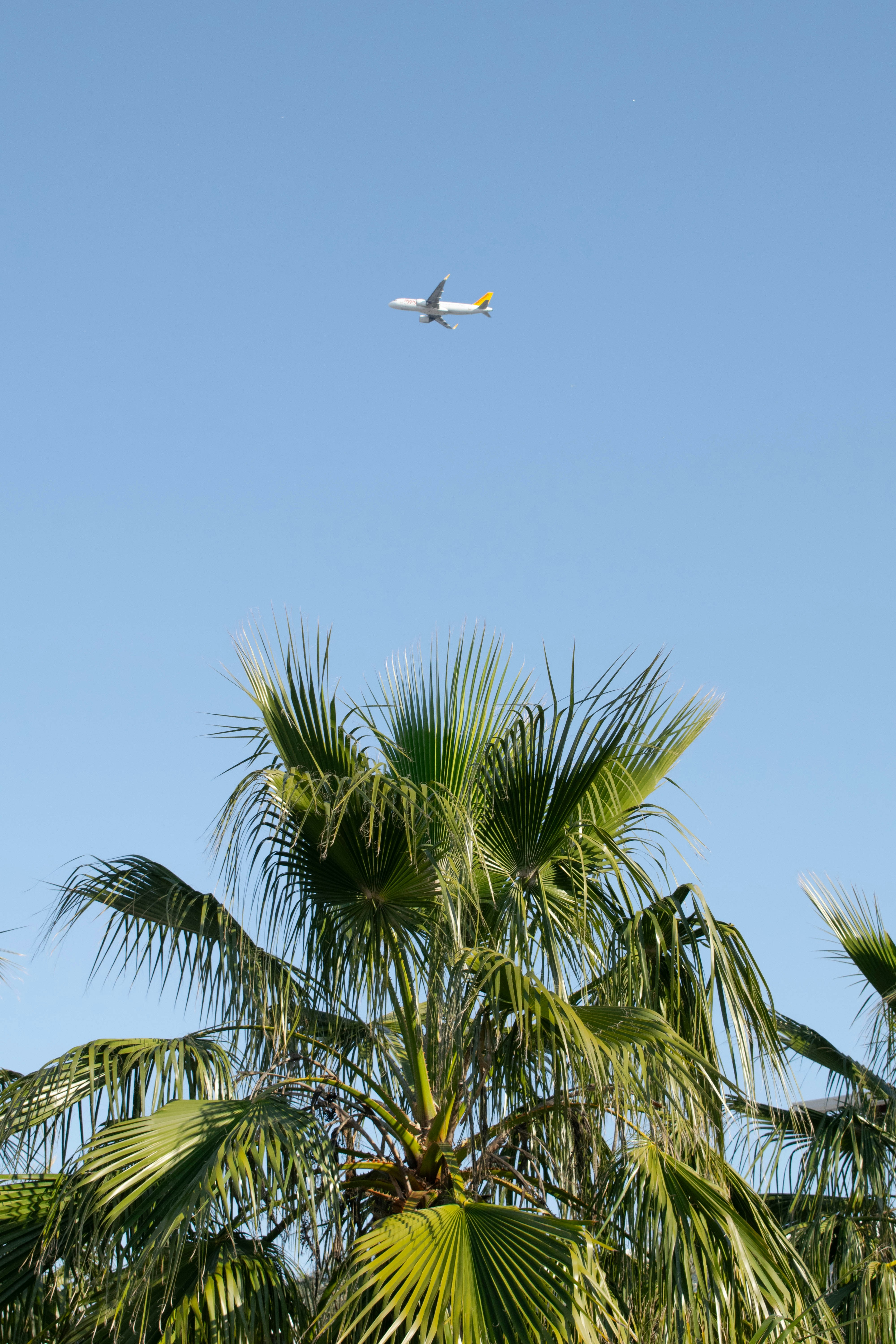 Skybound Jet Over a Palm Canopy