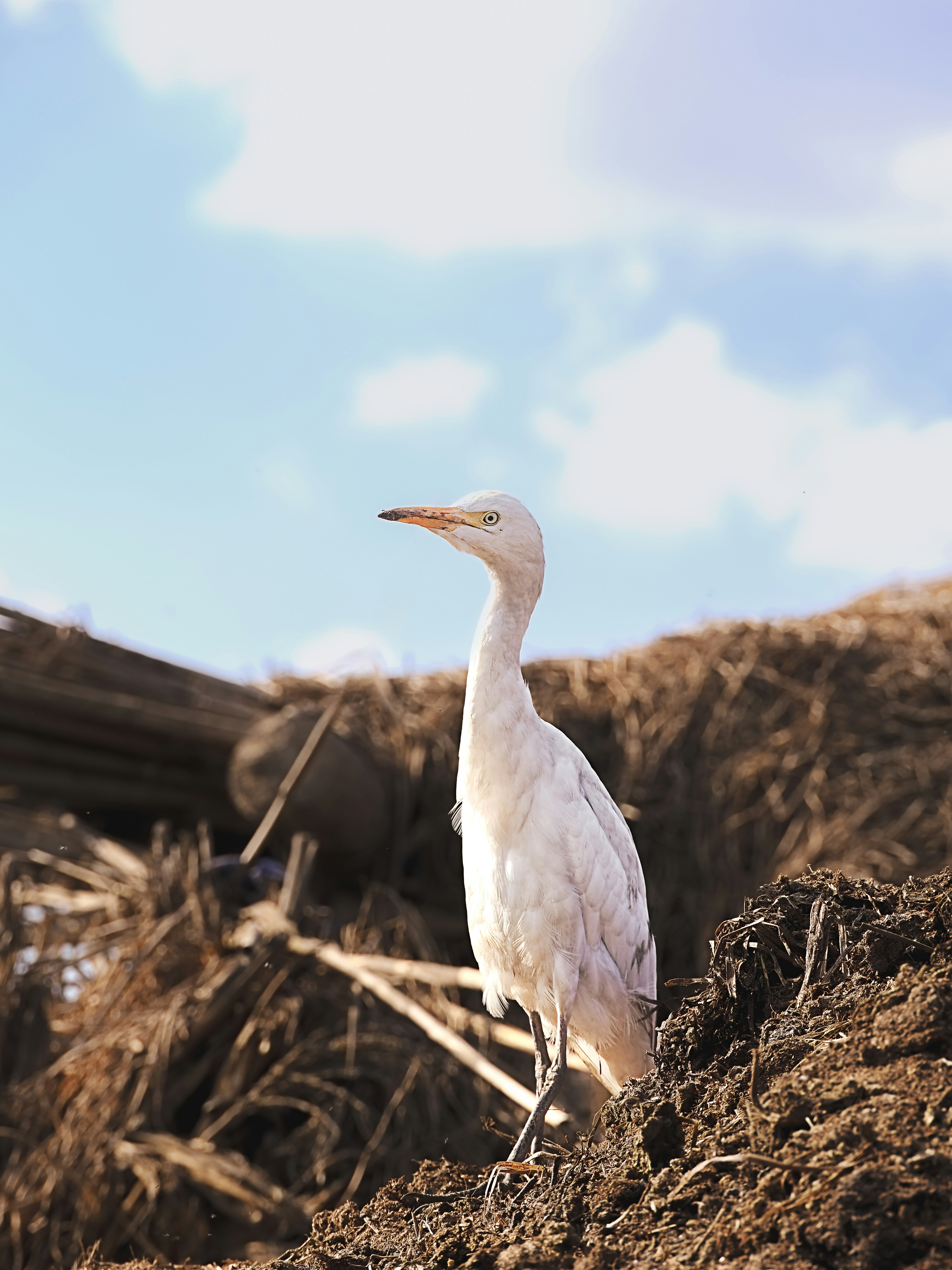 White Egret On a Mudbank: A Quiet Watcher Under a Clear Sky
