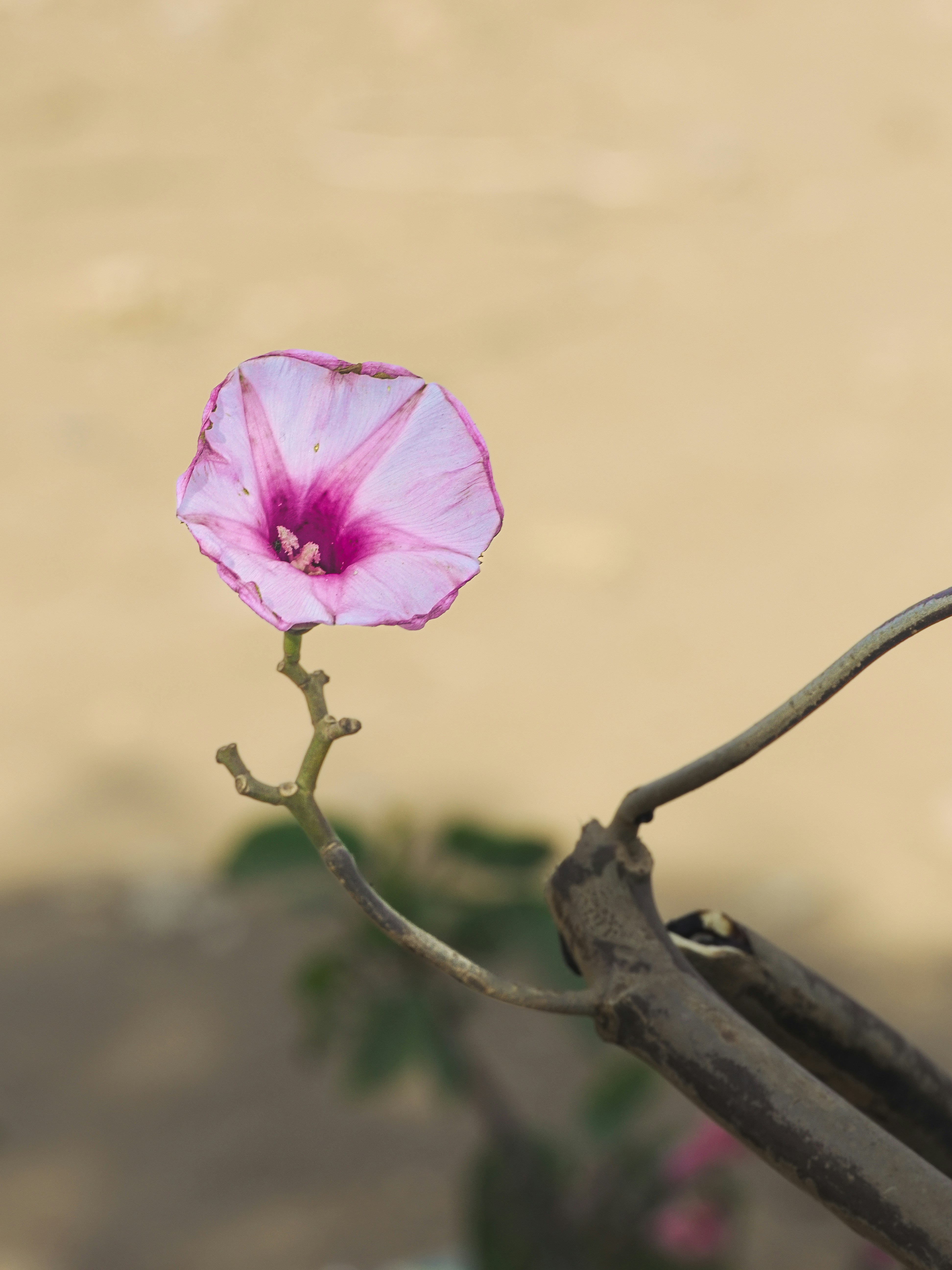 Lone Pink Morning Glory on a Winding Vine Against a Soft Amber Blur