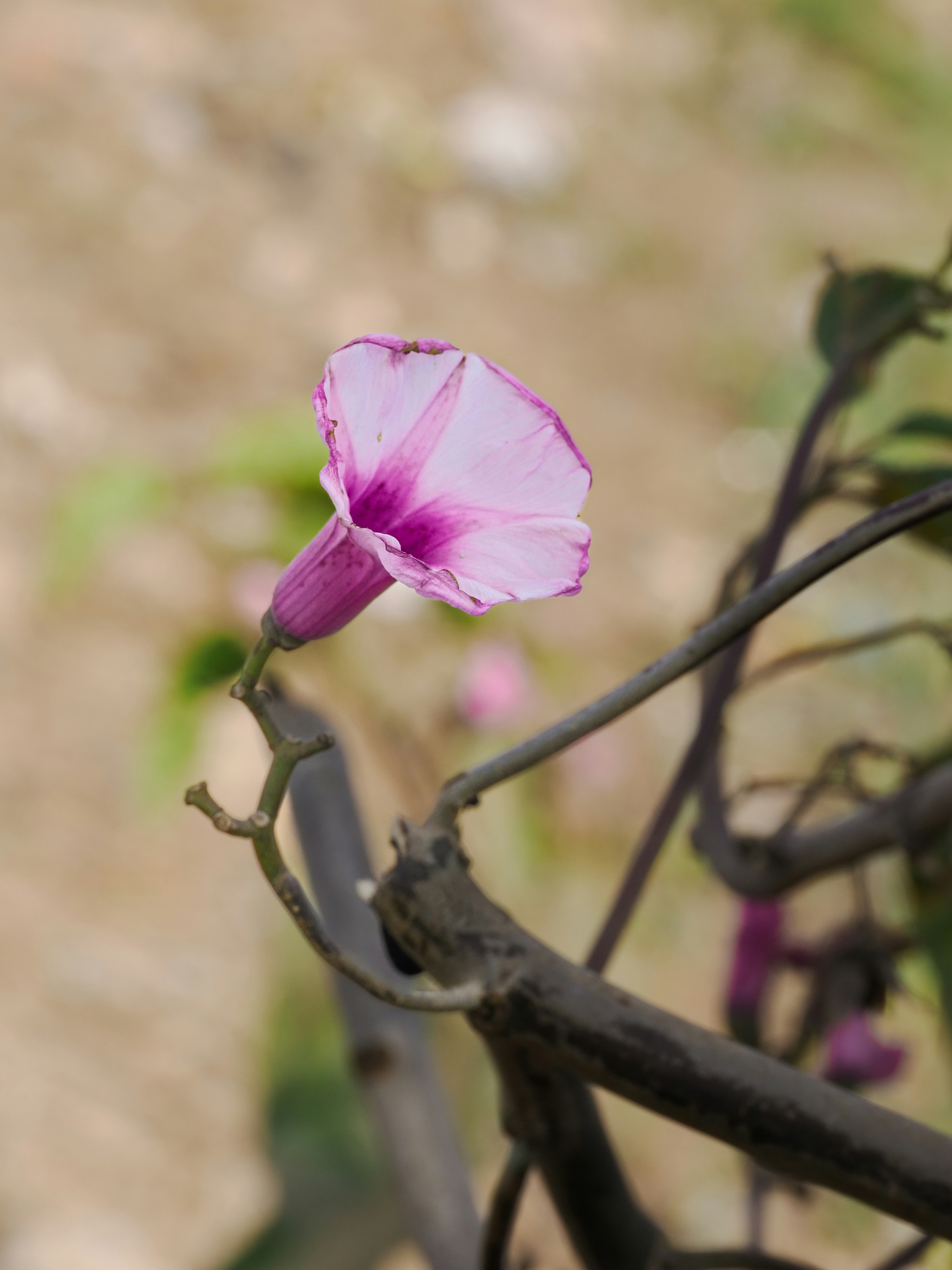 Fragile Pink Morning Glory on Weathered Vines in Soft Focus