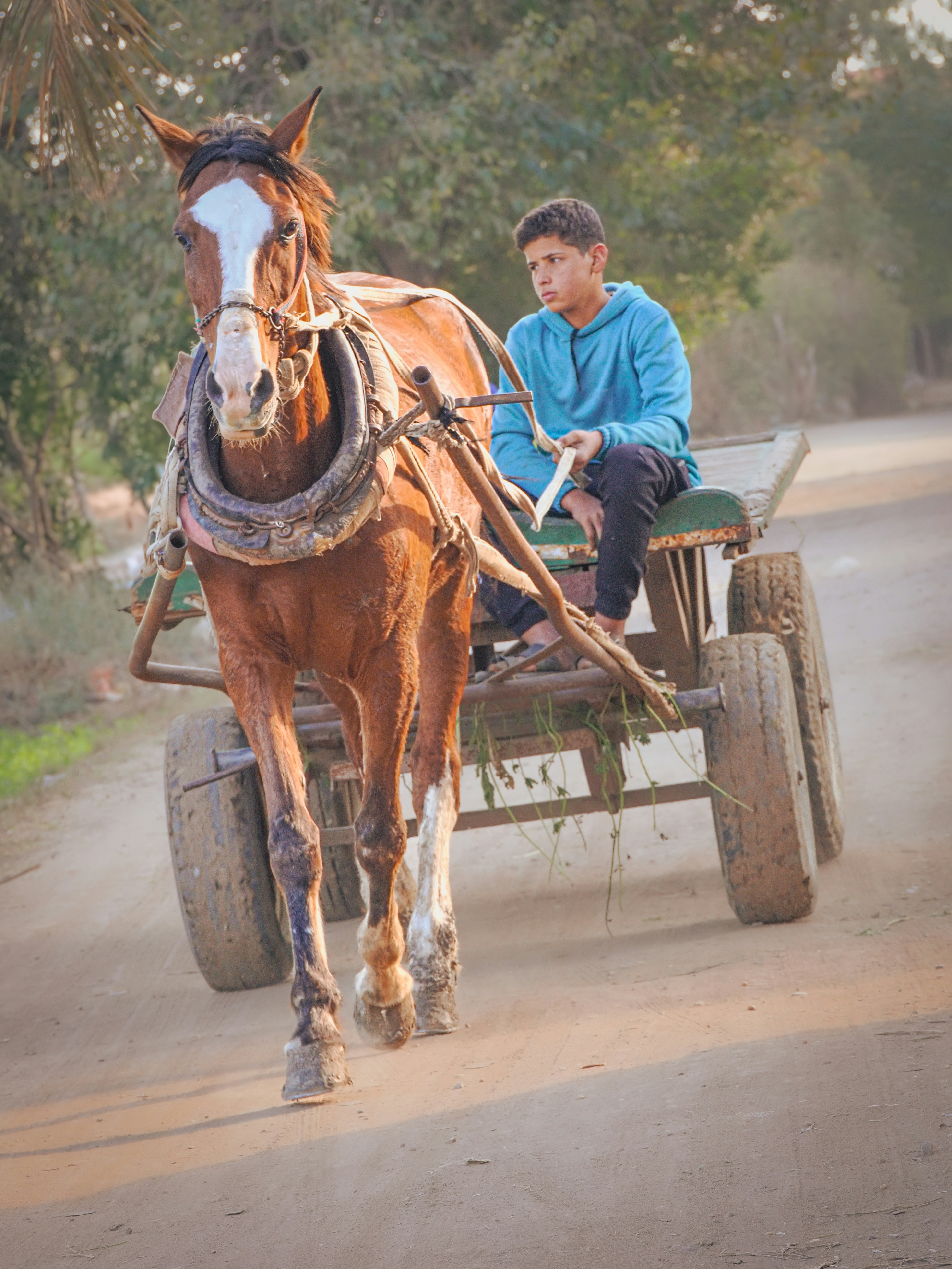 horse, rider and carriage on the road