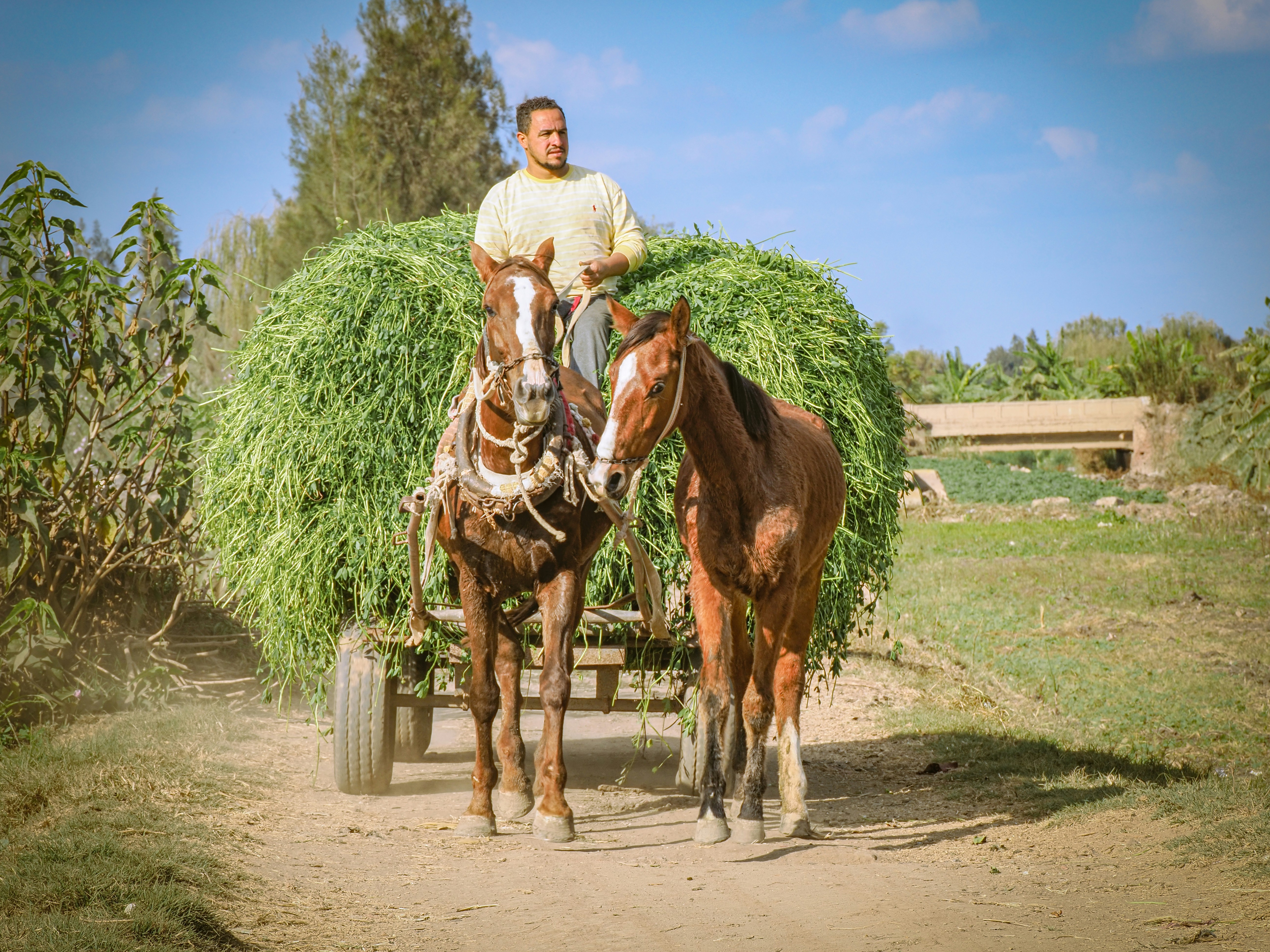 Man guiding two horses pulling a cart loaded with fresh green fodder along a rural path.