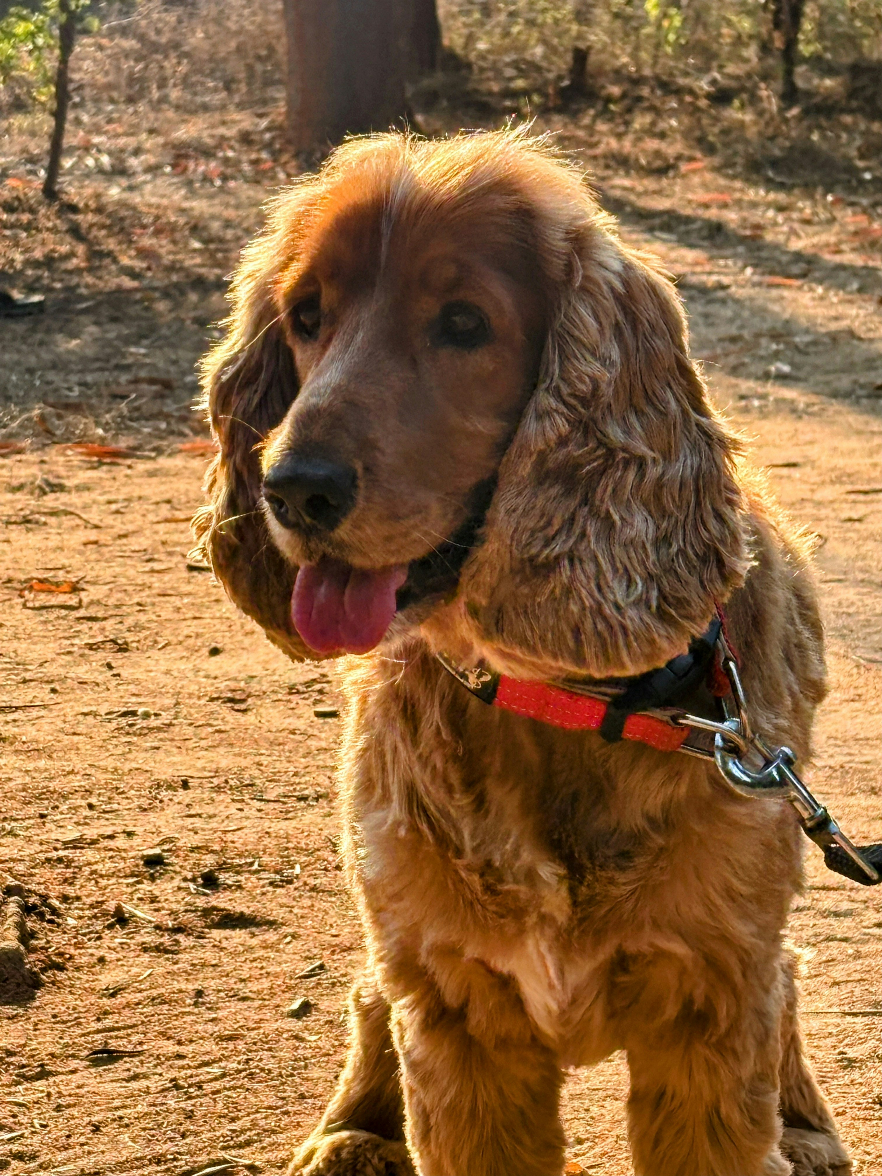 Golden Cocker Spaniel in Sunlit Park