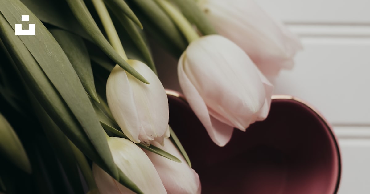 하얀 튤립으로 가득 찬 분홍색 하트 모양의 꽃병 사진 Unsplash의 무료 발렌타인 이미지