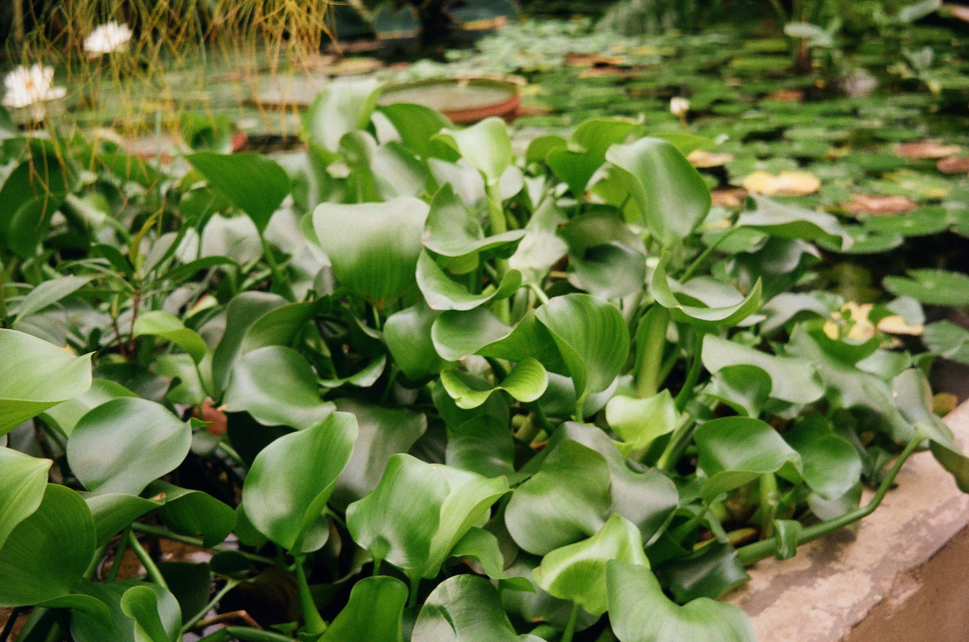 Floating Green Carpet: Pondside Water Lilies in Soft Focus