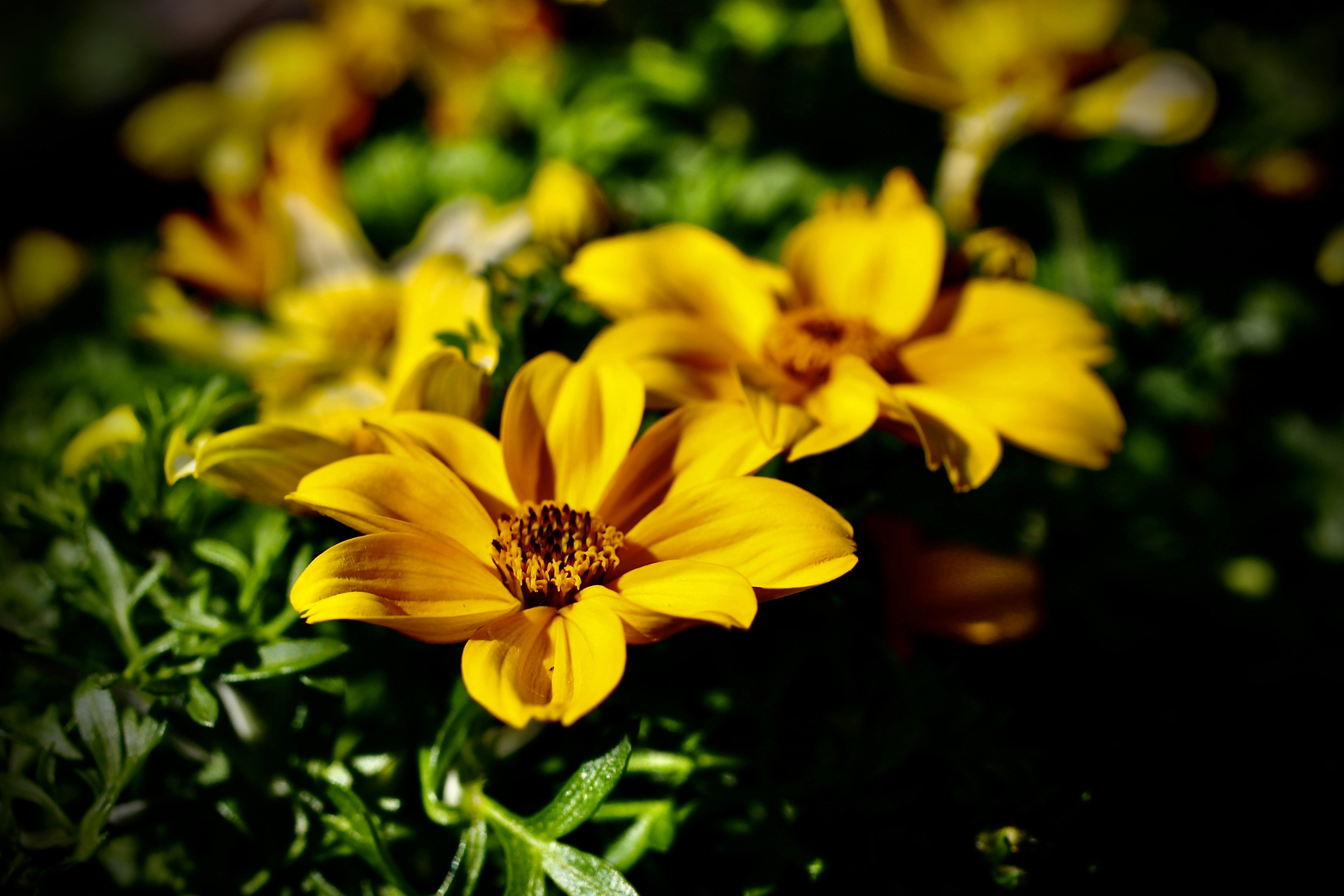 Vivid yellow flowers basking in sunlight against a backdrop of lush green leaves.