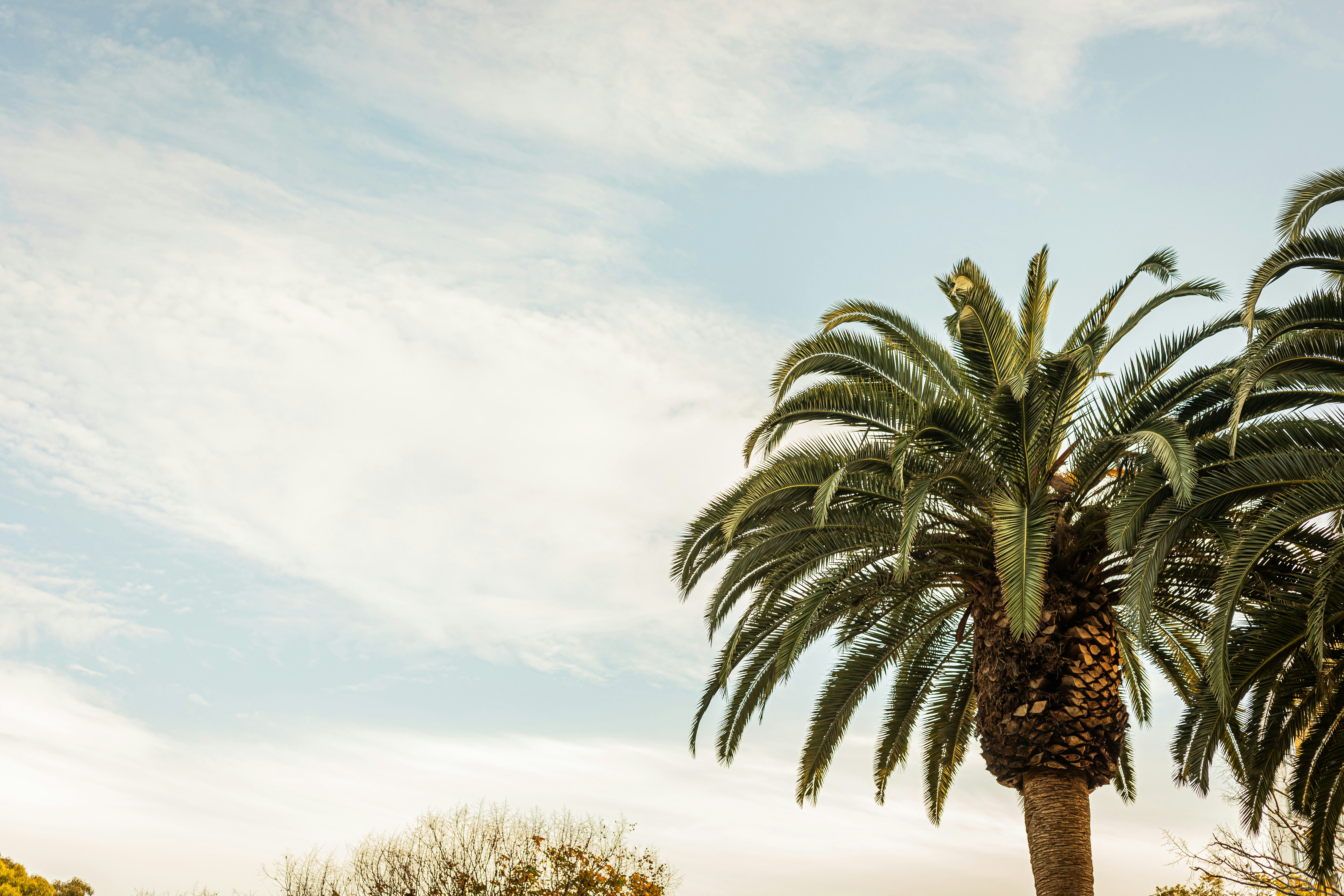 Palm tree with lush fronds against a soft, golden sky.