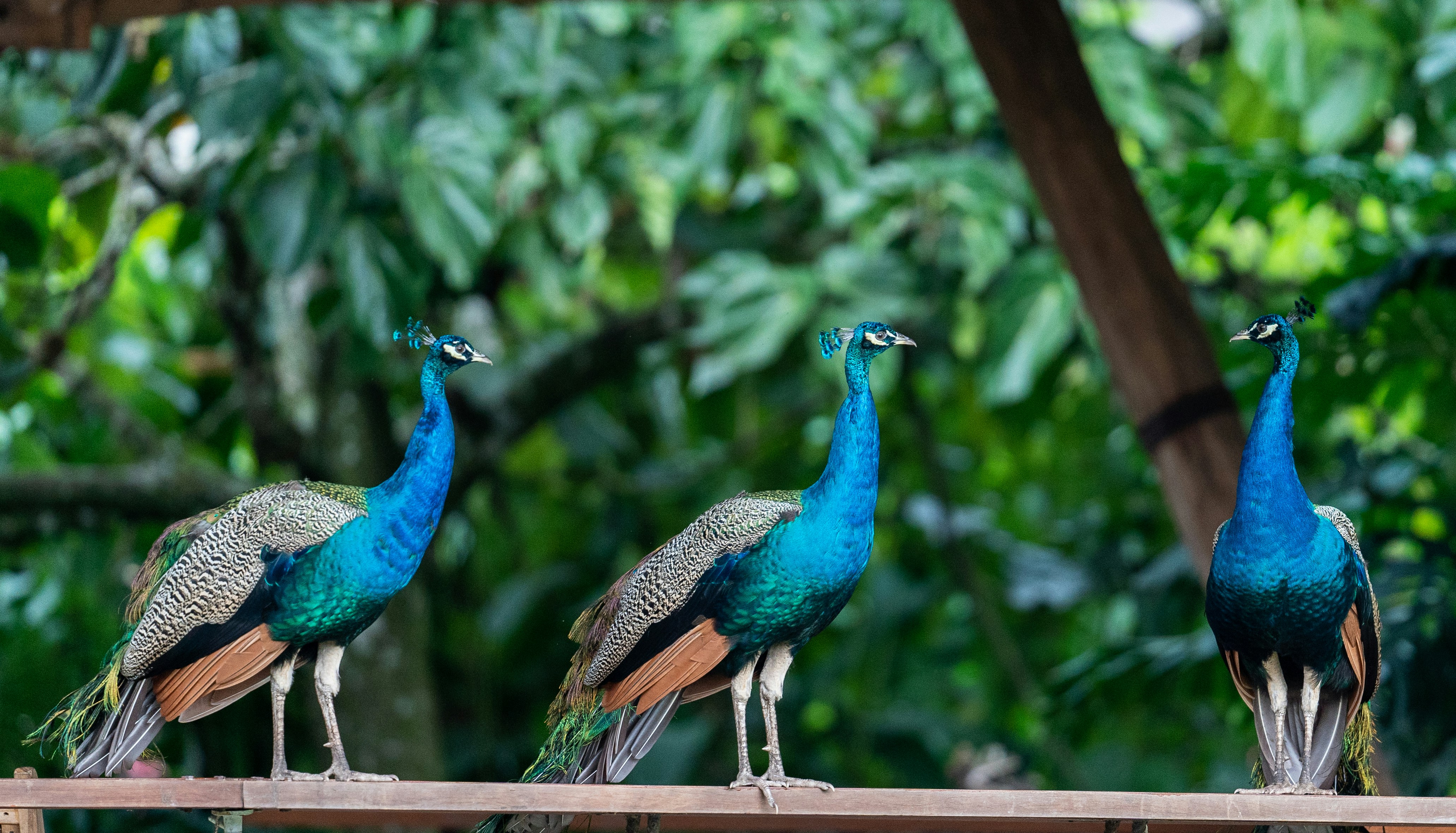 Three peacocks perched on a wooden beam in a verdant forest setting.