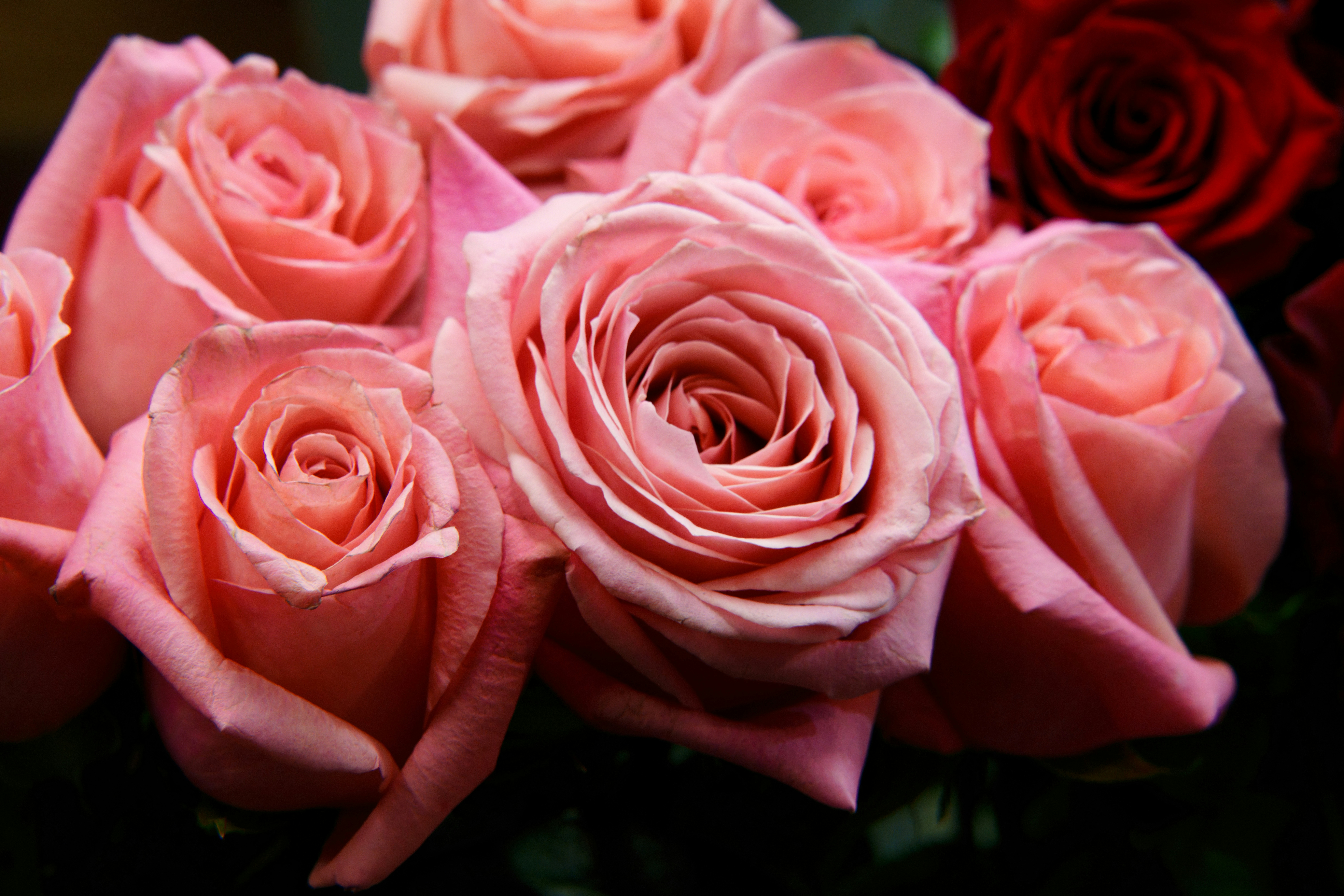 A bouquet of pink and red roses photo – Free Poland Image on Unsplash
