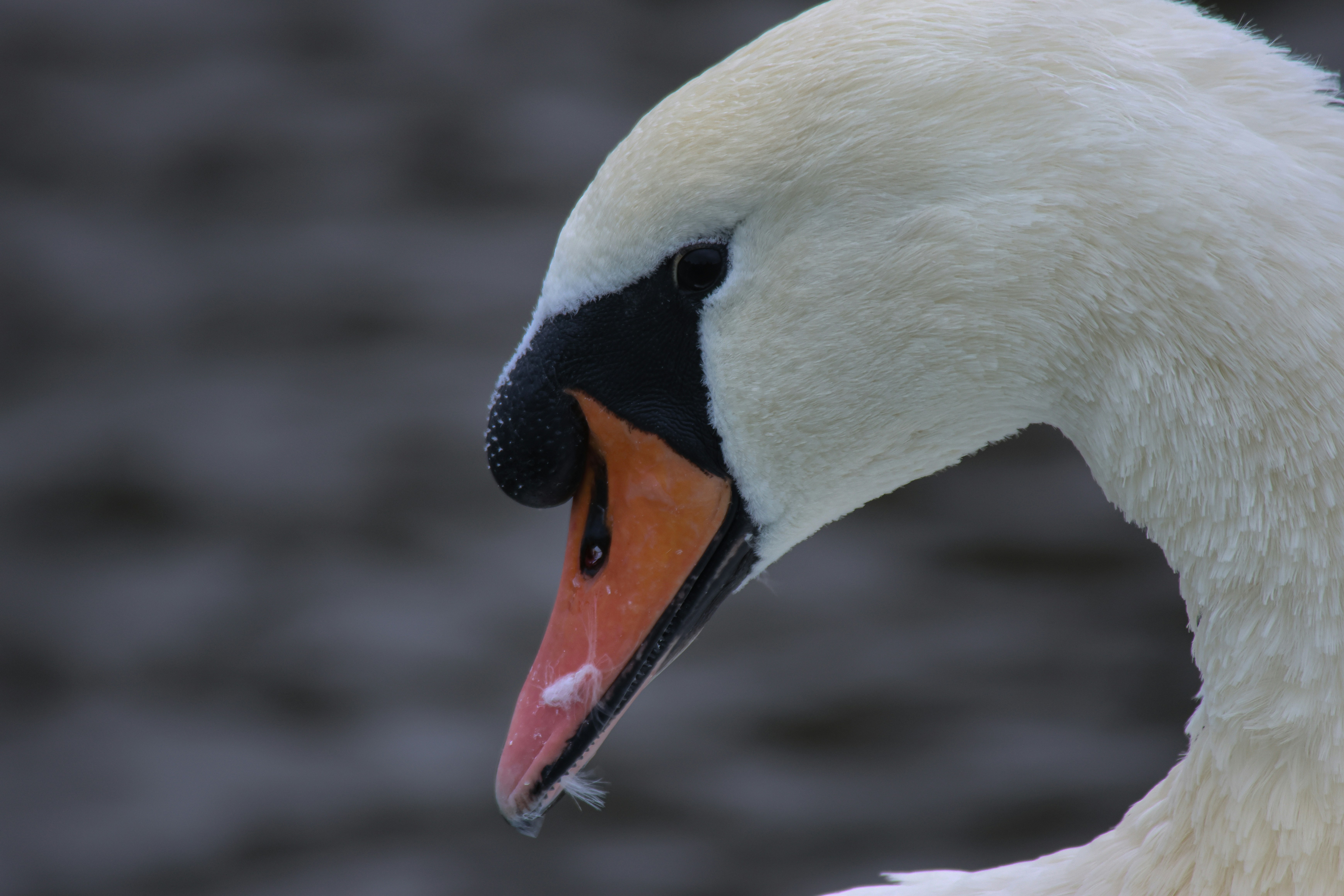 Profile in White: A Swan’s Focus Against Quiet Waters