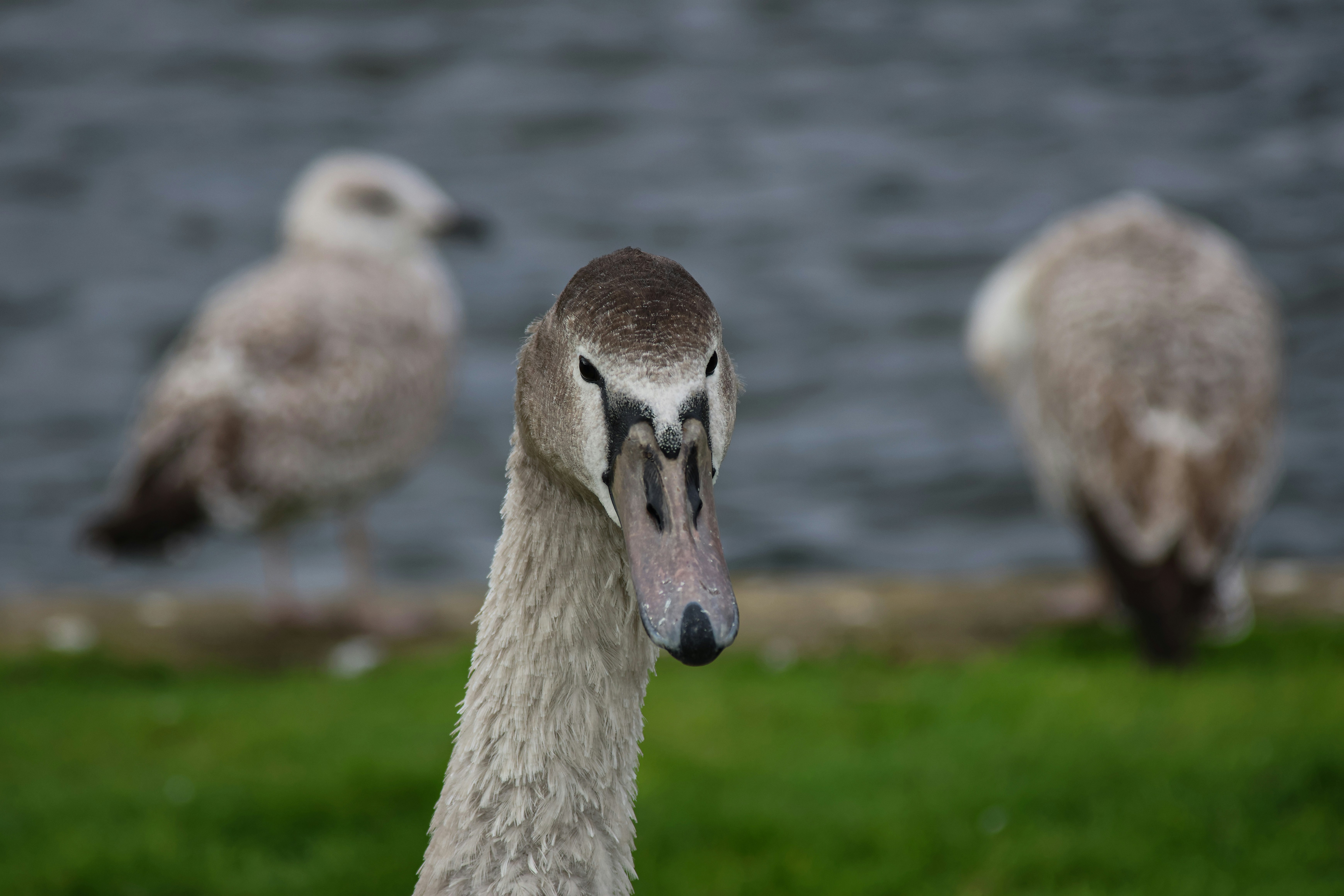 Forefront Swan Portrait: A Sharp Gaze Against Distant Neighbors