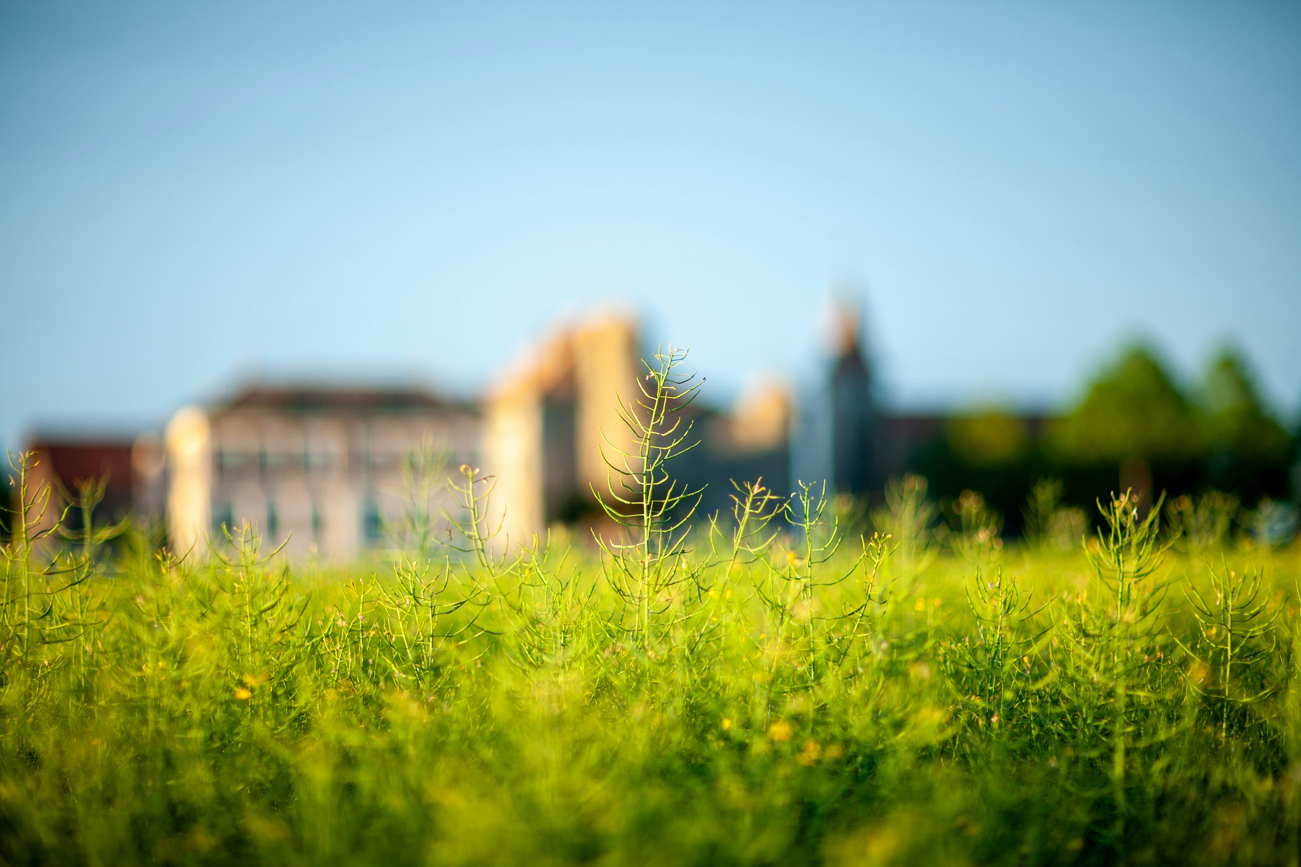 Gold-Tipped Field Framing a Distant Campus Silhouette