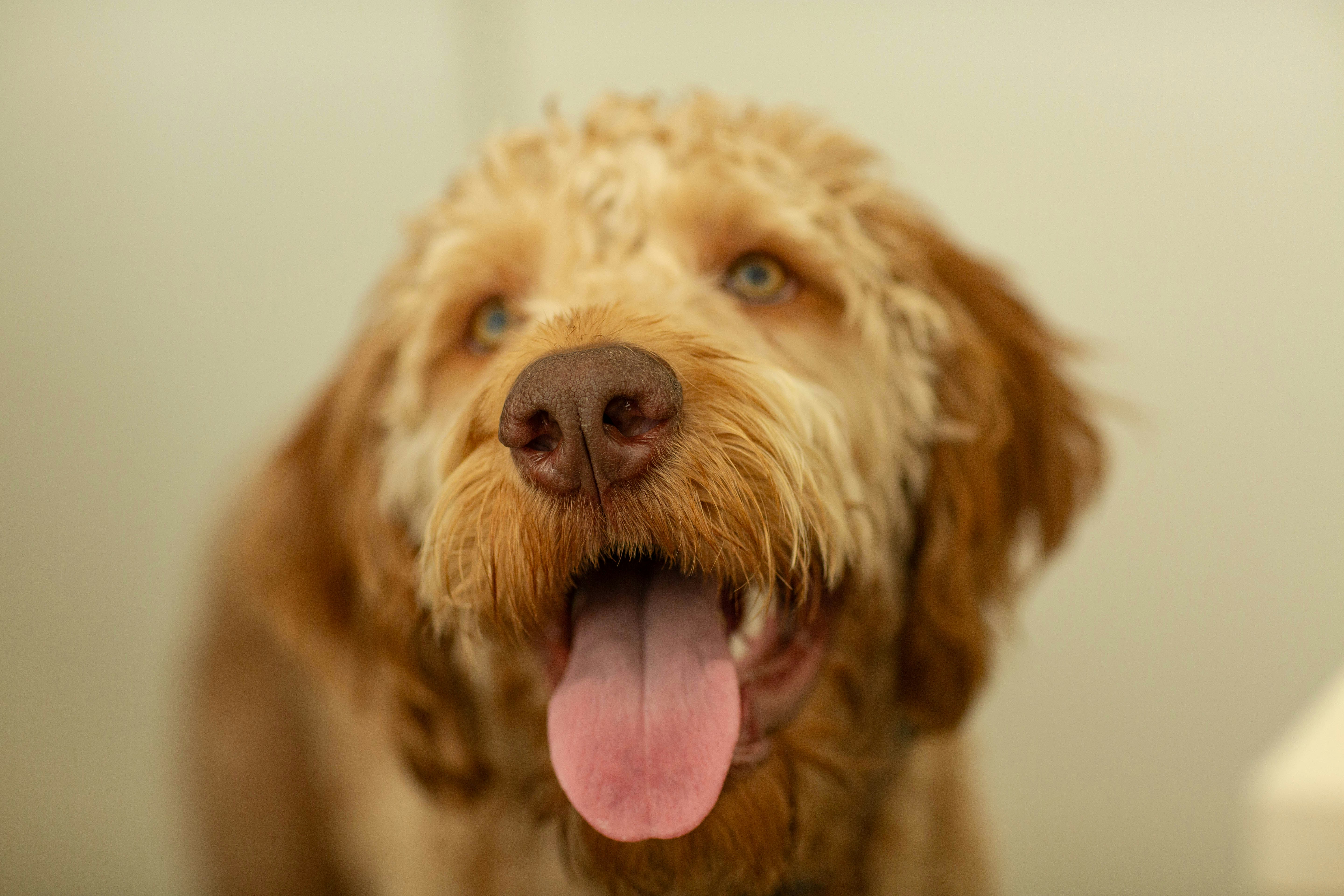 Cute light brown labradoodle dog smiling with his tongue out.