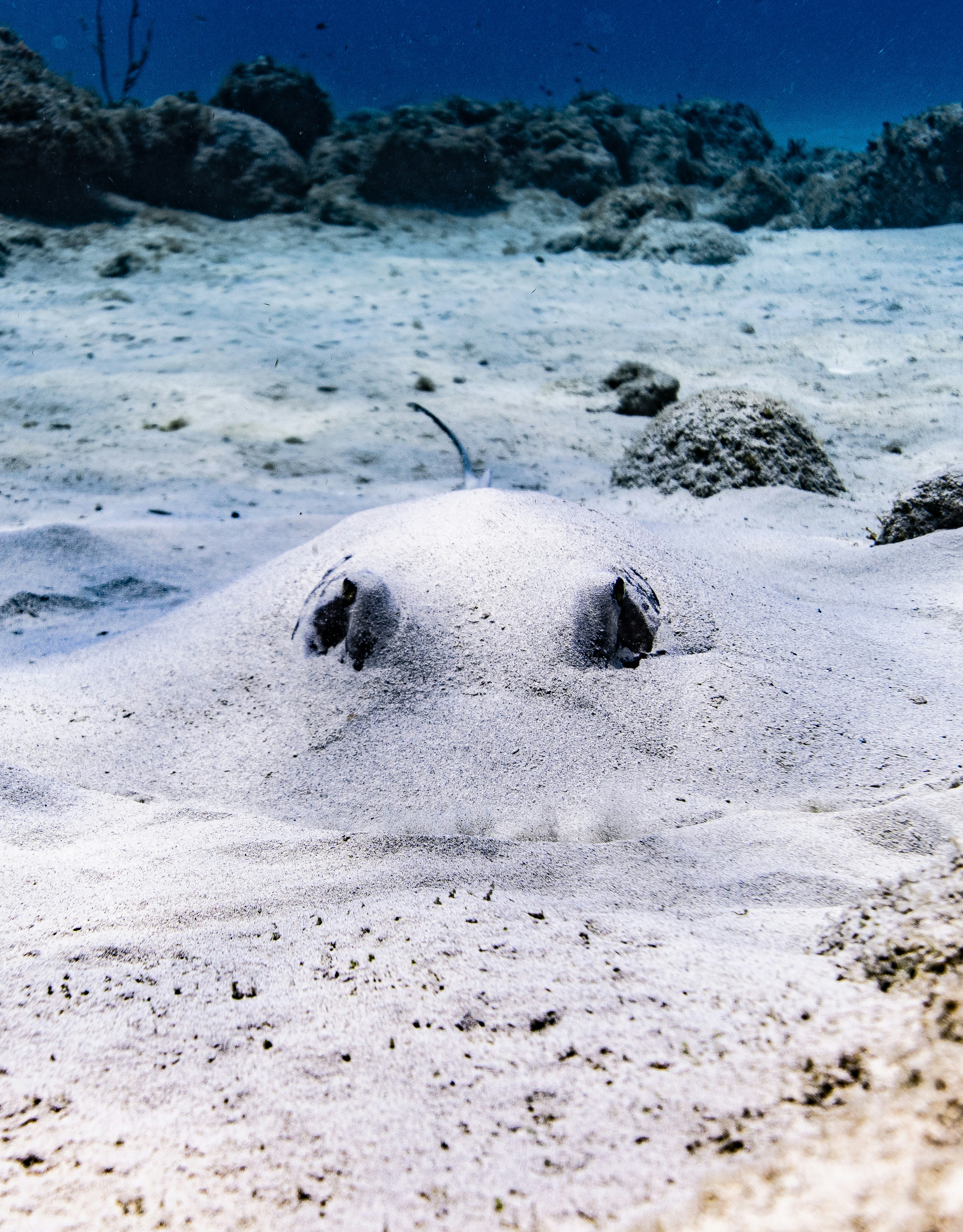 A stingray camouflaged beneath sandy seabed with only its eyes visible.