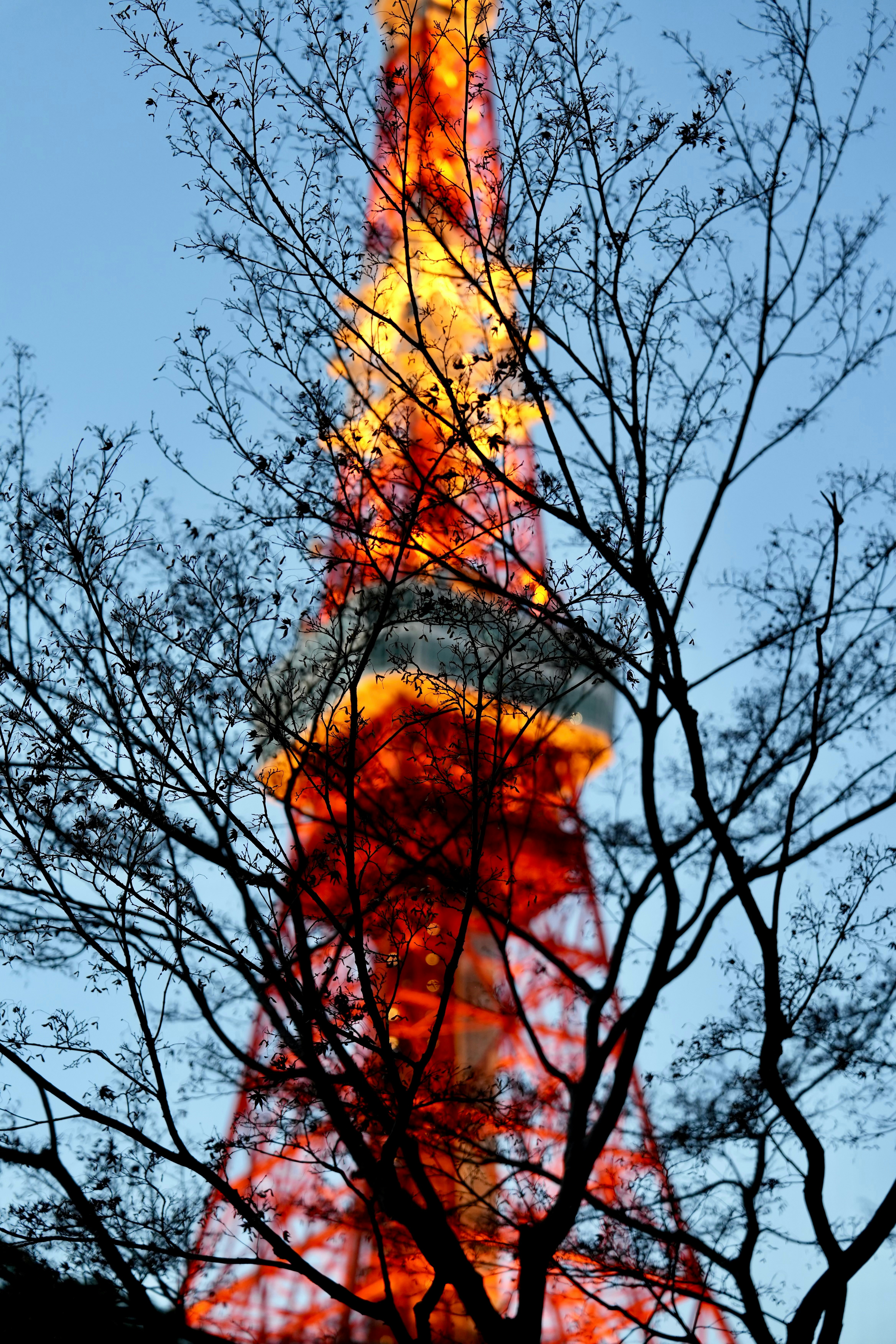 Crimson Flame Piercing the Sky Through Winter Branches